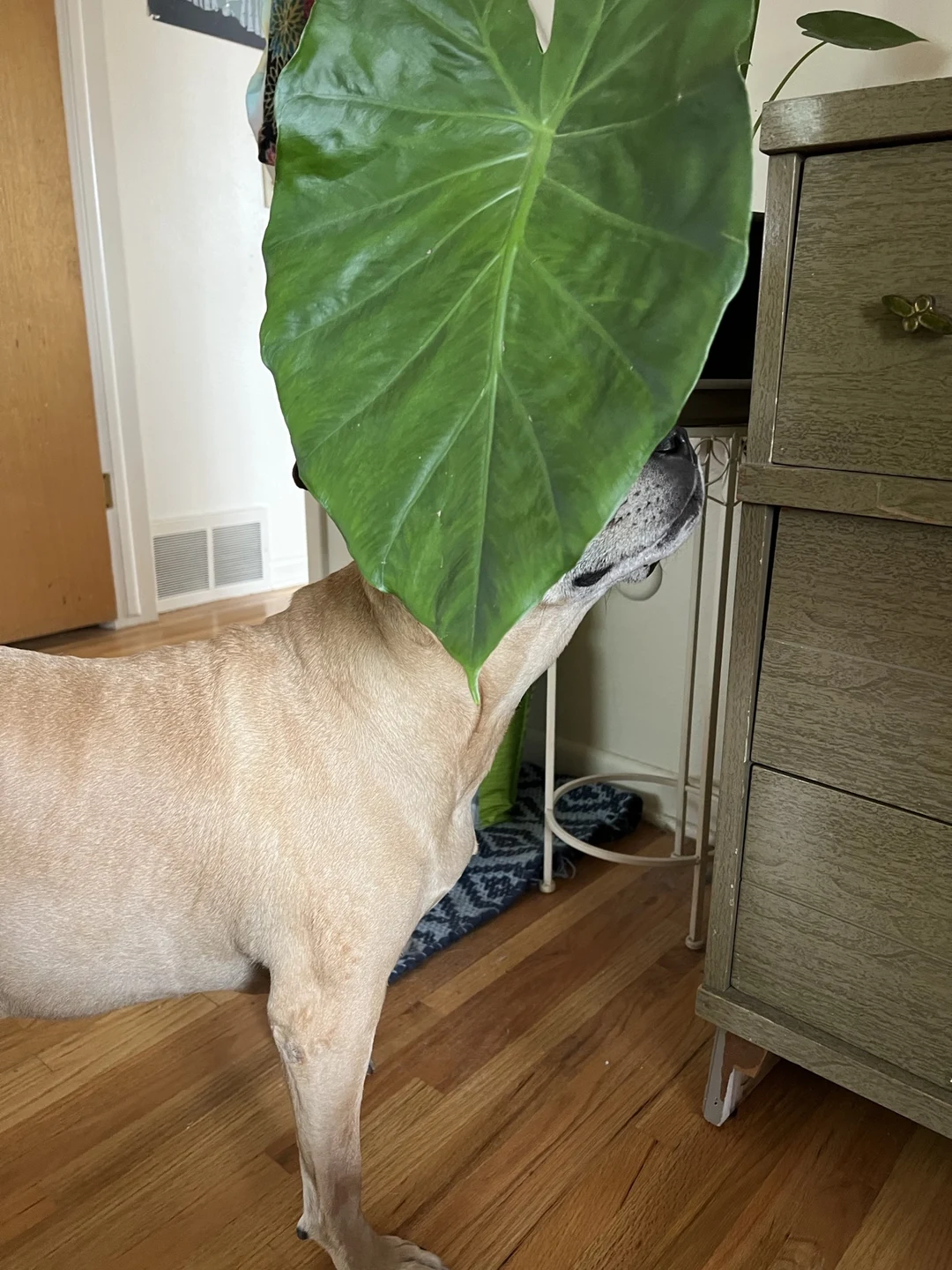 Master of Camouflage | Scrolller