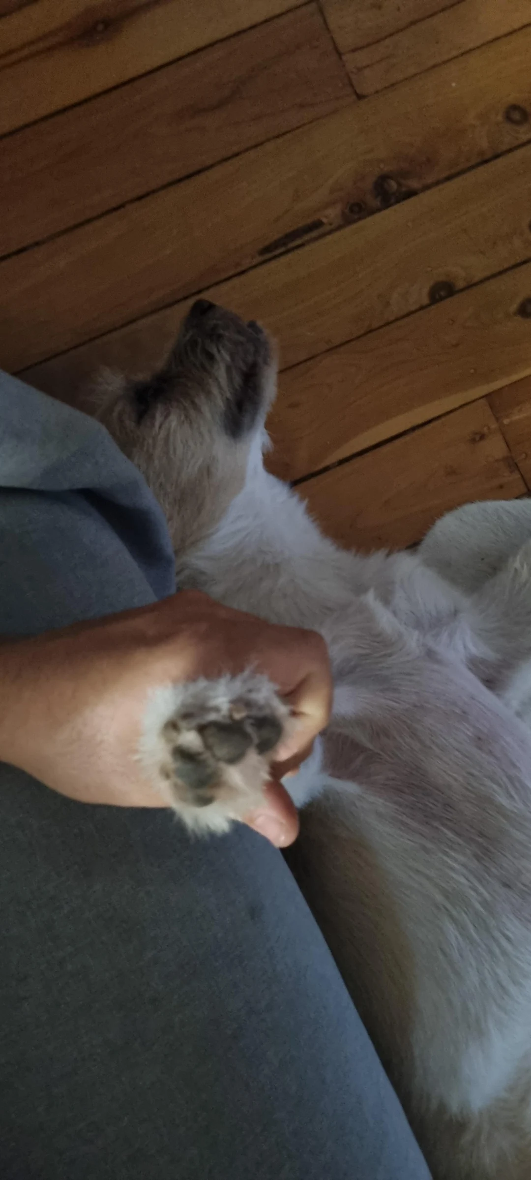 My dog always lays at the couch and reaches up until i hold her paw | Scrolller