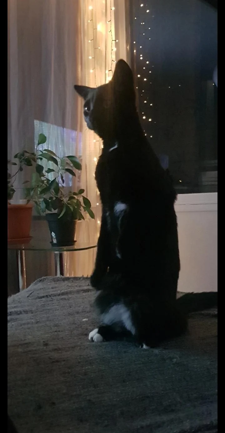 a spooked derp | Scrolller