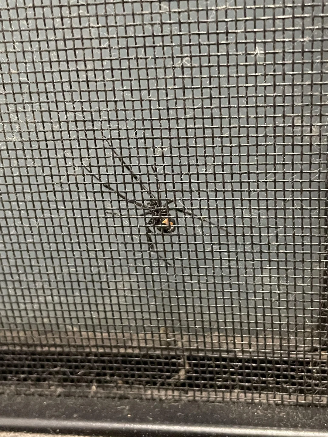 Is this a redback spider? | Scrolller