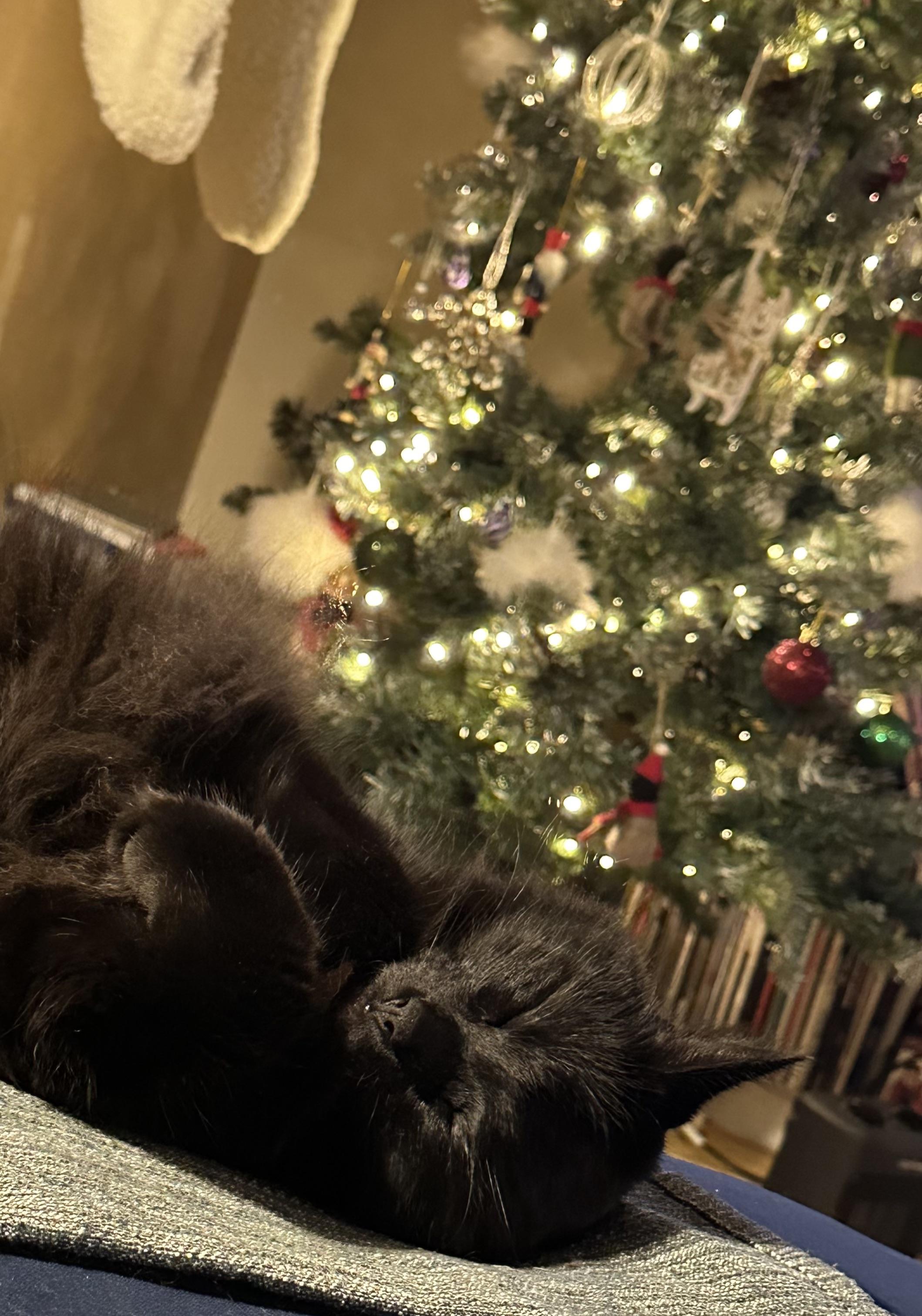 Sleepy Christmas Kitty | Scrolller