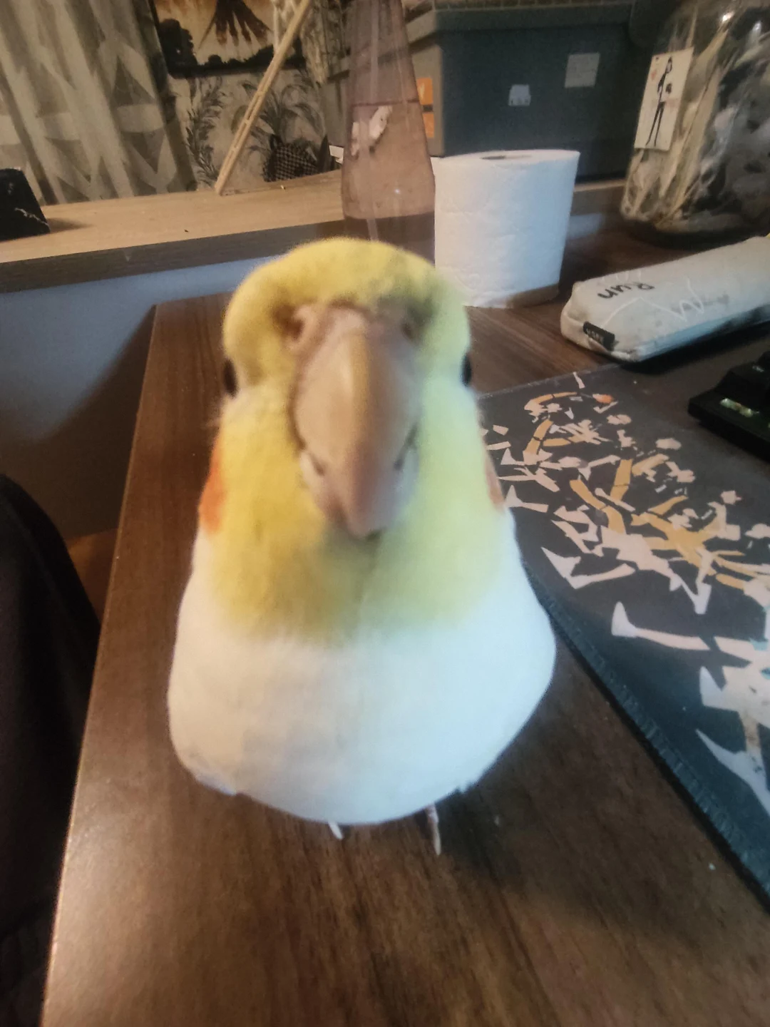 0.6 camera is a godsend | Scrolller