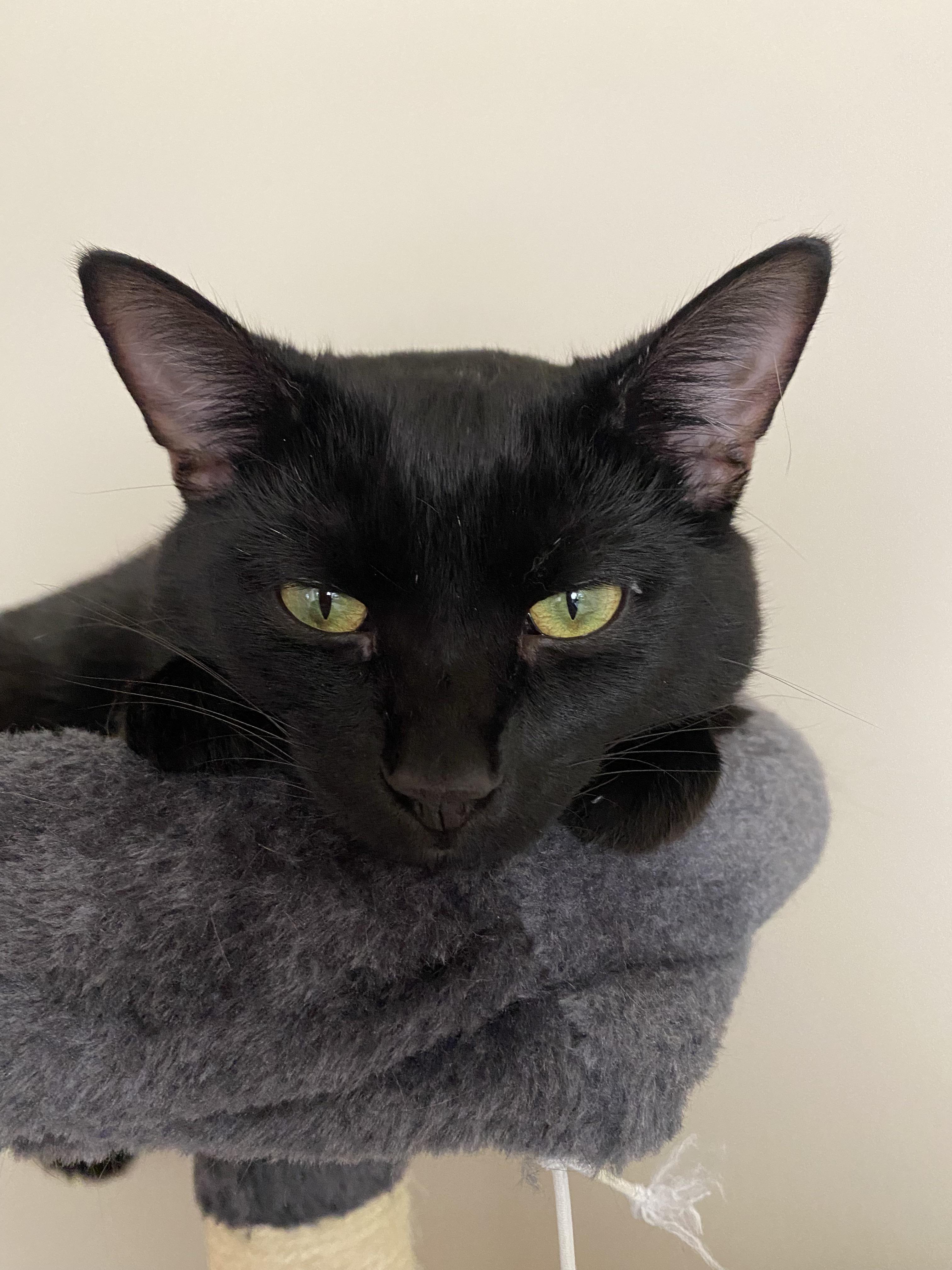 Perched. | Scrolller