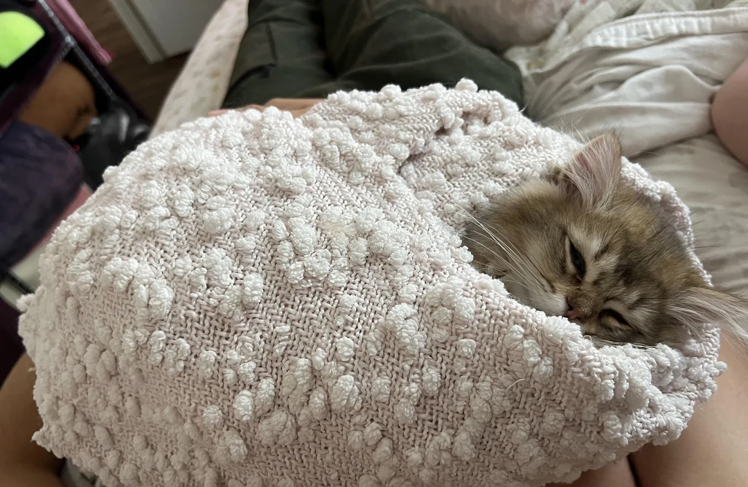 Sleepy purrito 🌯 | Scrolller