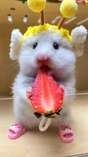 Cute lil mouse | Scrolller