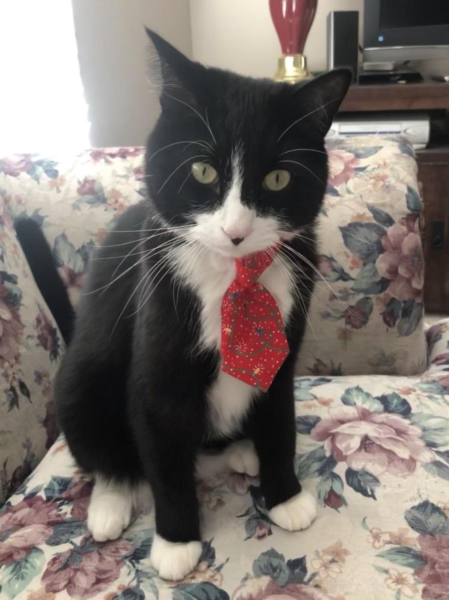 I have the most handsome tuxedo cat I’ve ever seen 😜 | Scrolller
