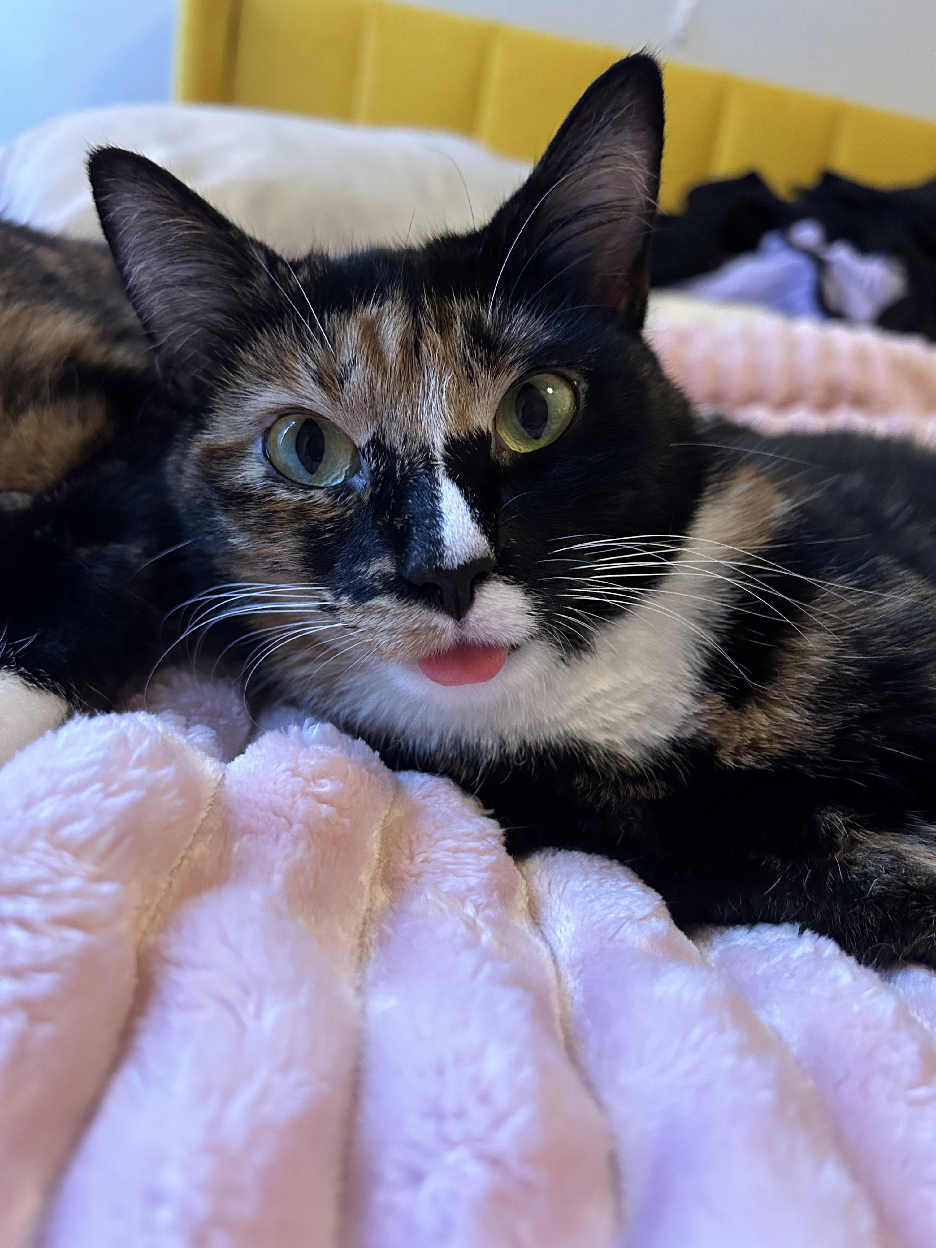 the most i've ever seen her blep | Scrolller