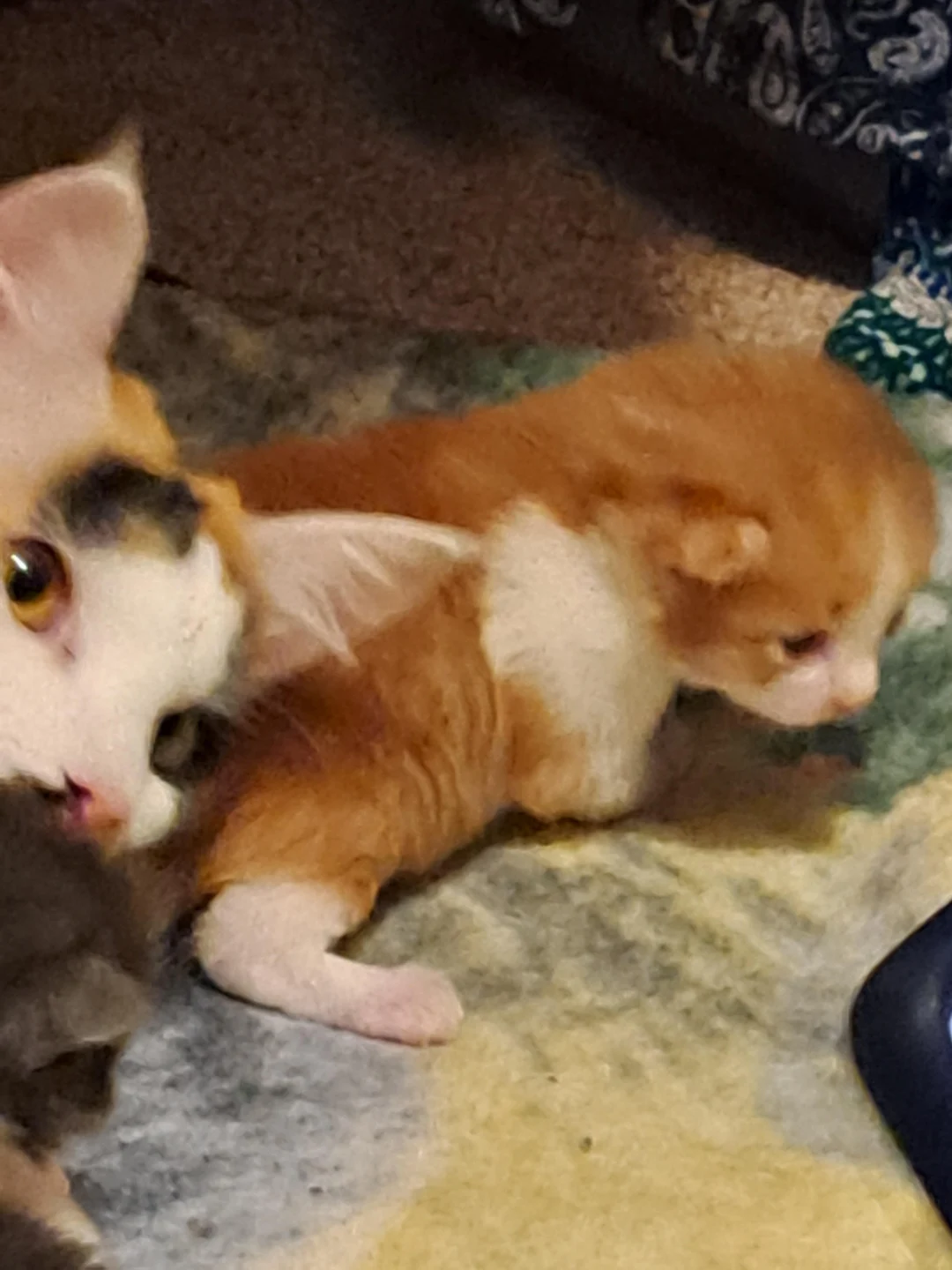 I was taking pics of some kittens i have and the momma photobombed this one | Scrolller