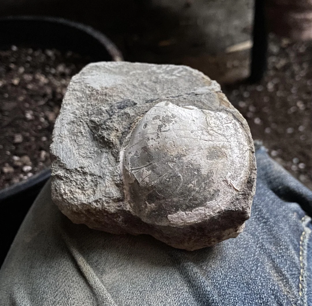 Fossilized Clam - Eugene, OR | Scrolller