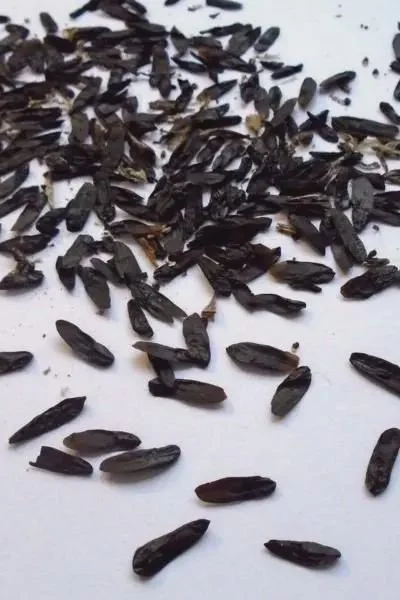 Growing Hostas from Seed: A Comprehensive Guide | Scrolller