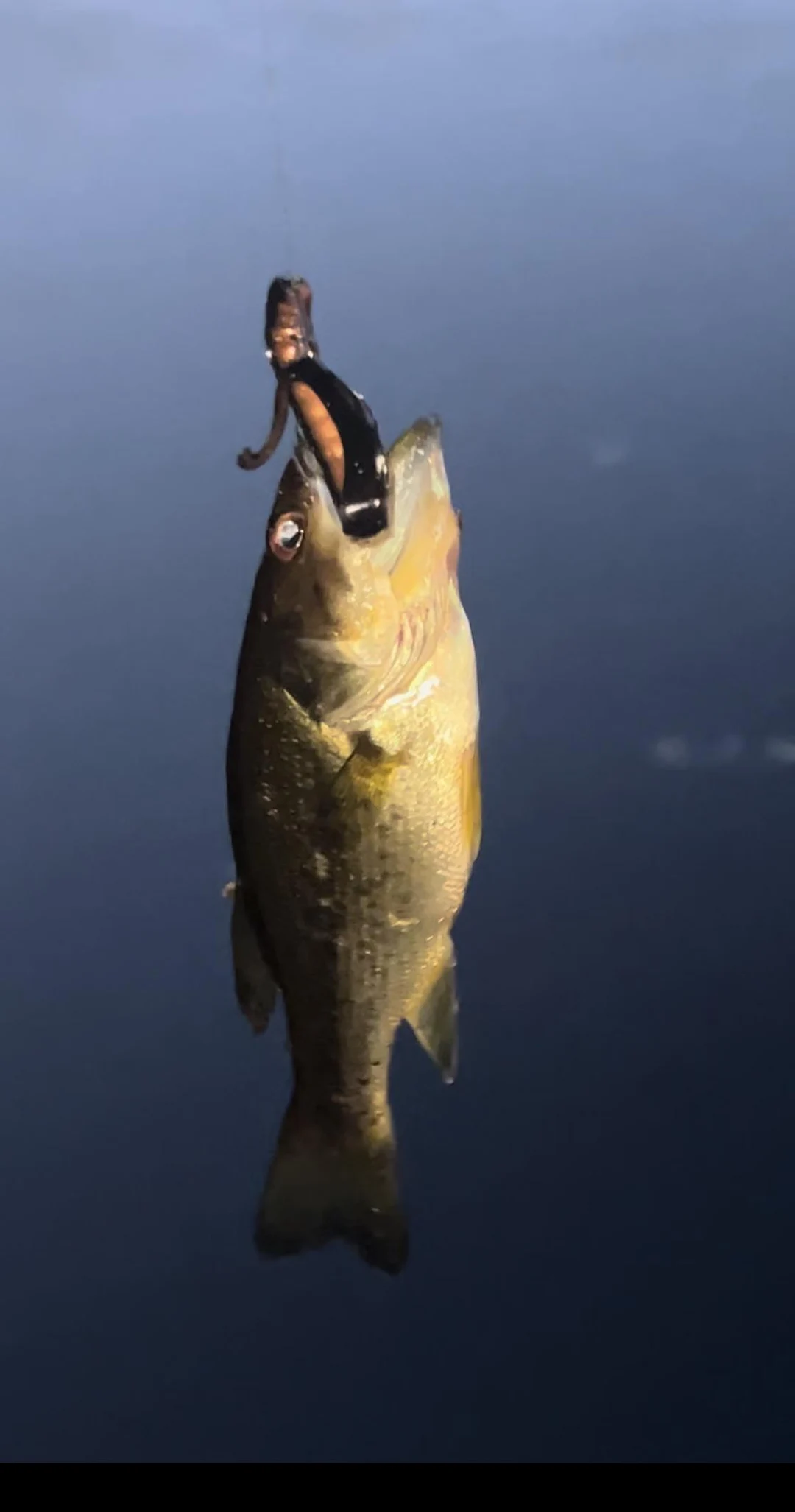 My first ever time fishing. I watched a couple YouTube videos and caught this after a couple ...