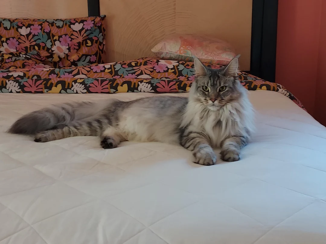 Introducing Her Majesty Lily | Scrolller