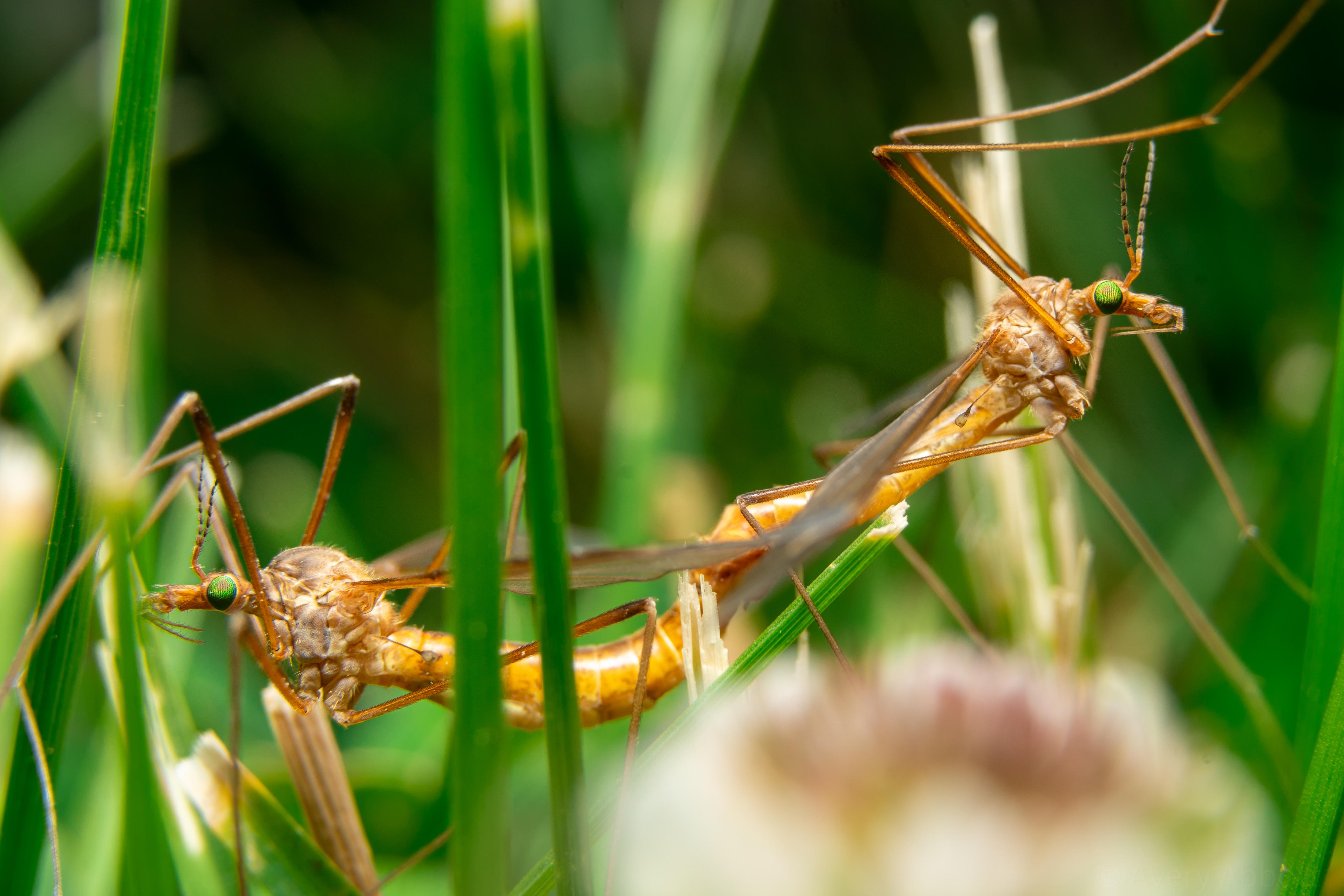 Crane flies do be f@#$in'. [OC] [NSFW] | Scrolller
