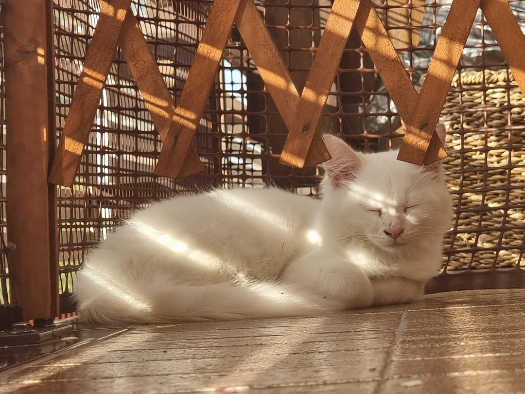 We catproofed the balcony and Moon is a happy kitten | Scrolller