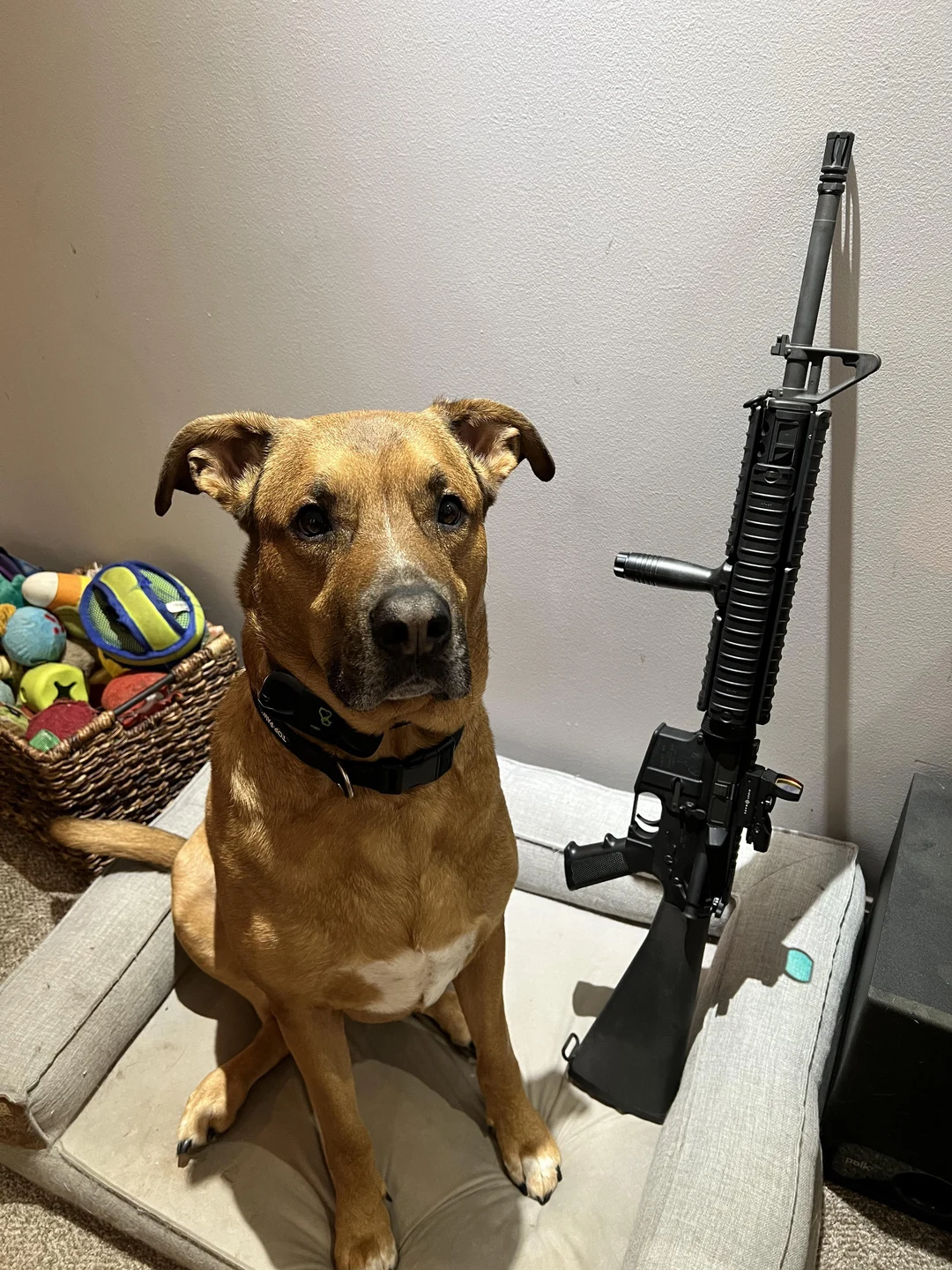 Boomer is hoping it’s just as good | Scrolller