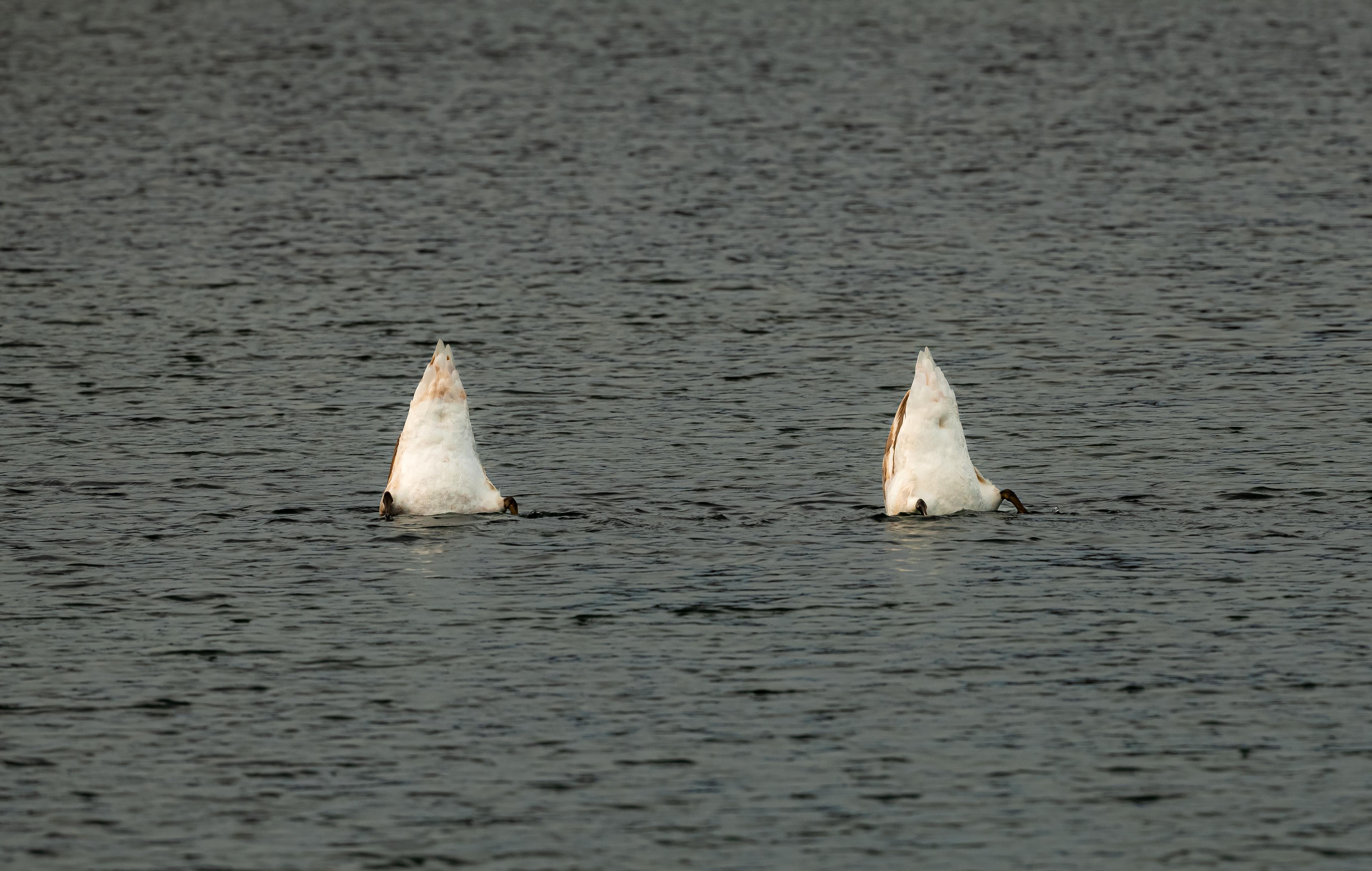 Synchronized swimming | Scrolller