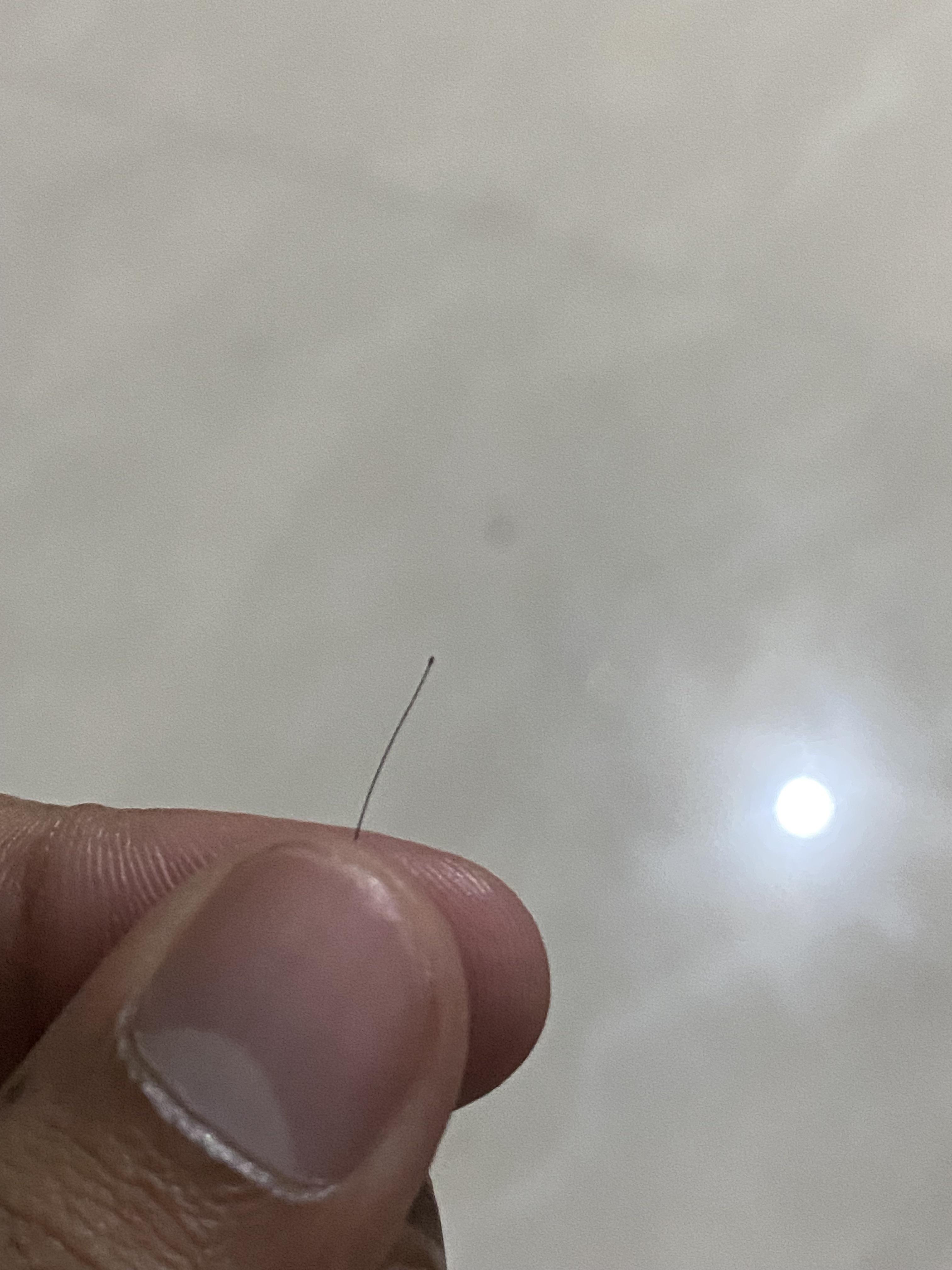 Hair root? | Scrolller