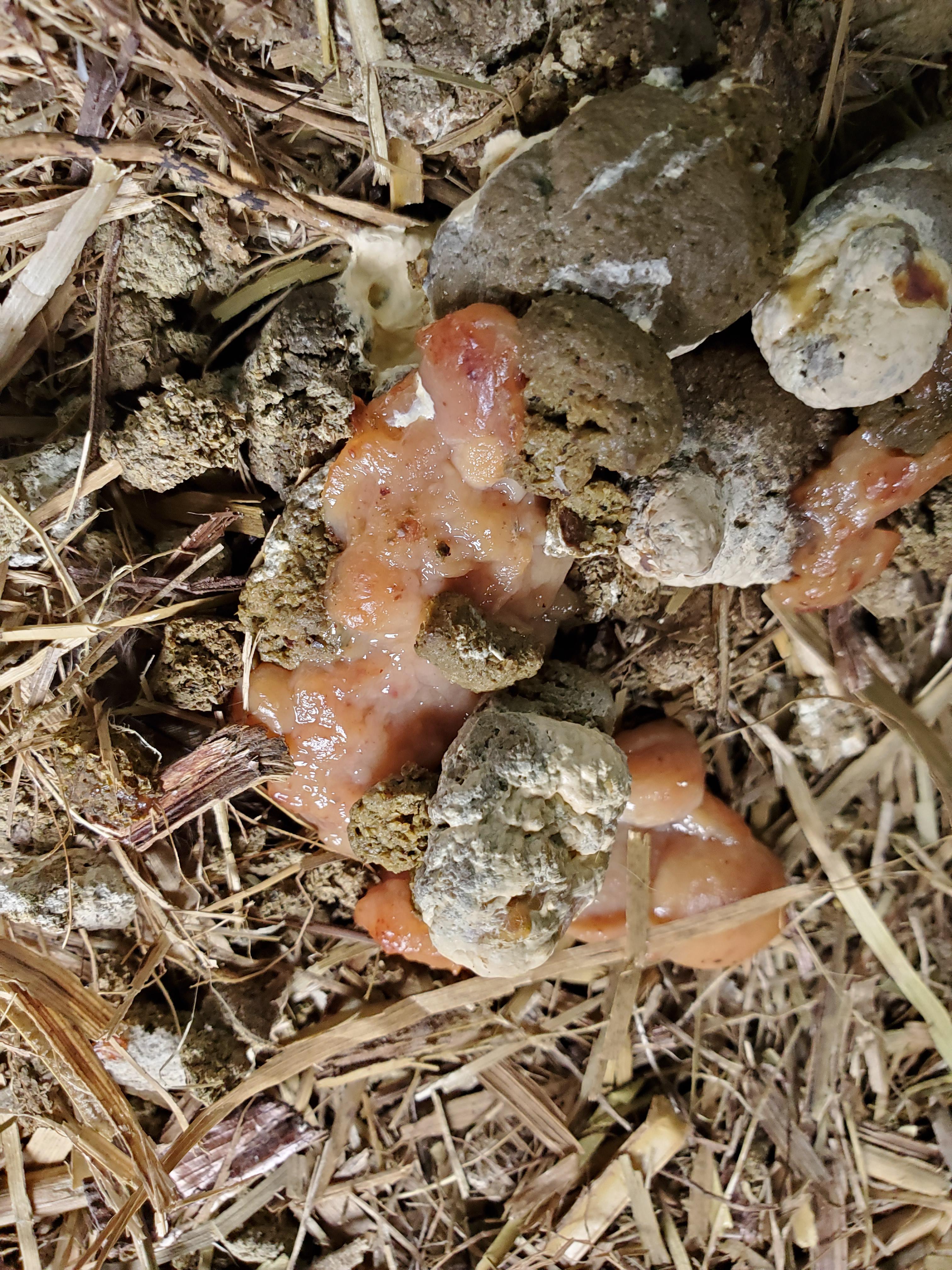 What poo is that? | Scrolller