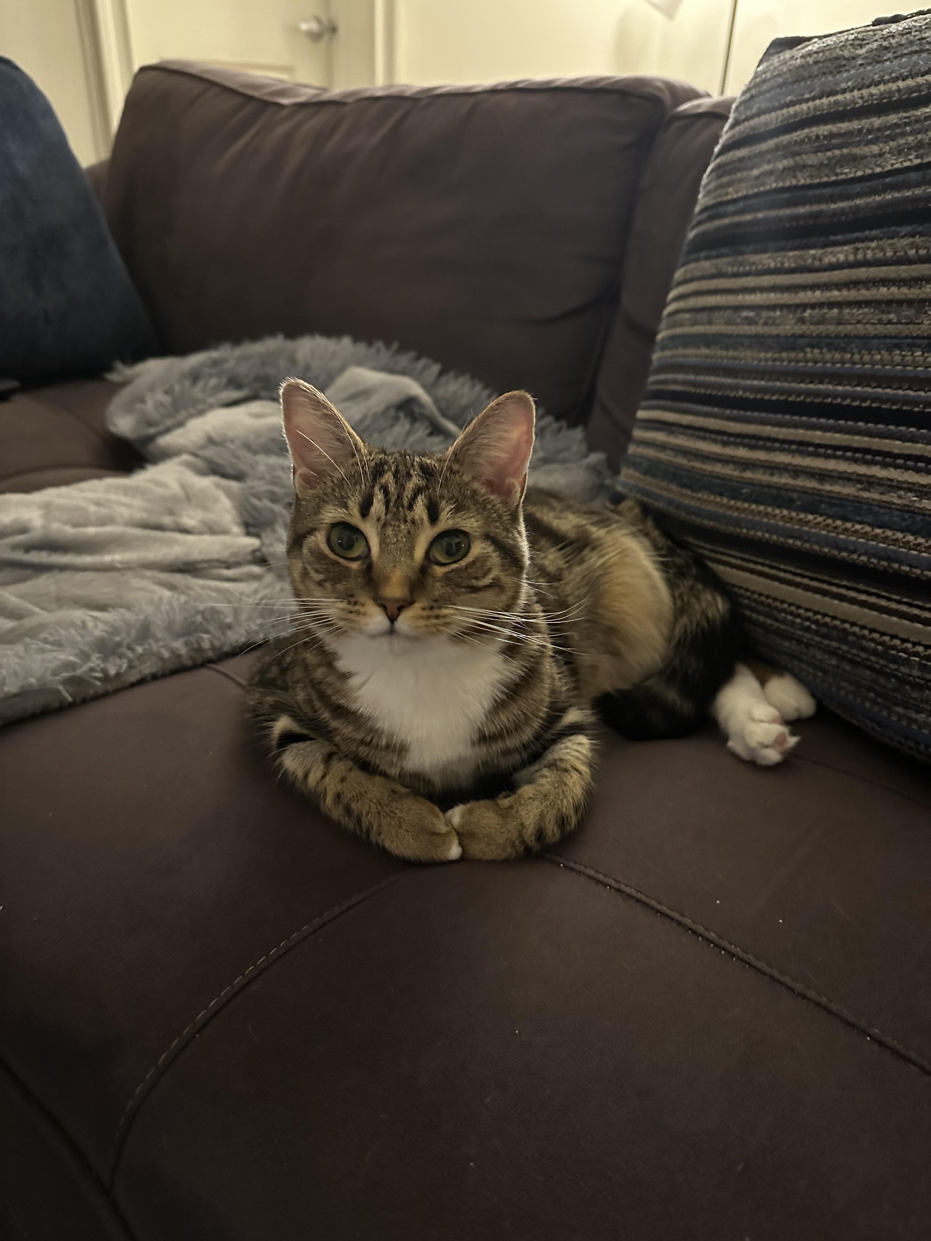 The most adorable paw position 😭 | Scrolller