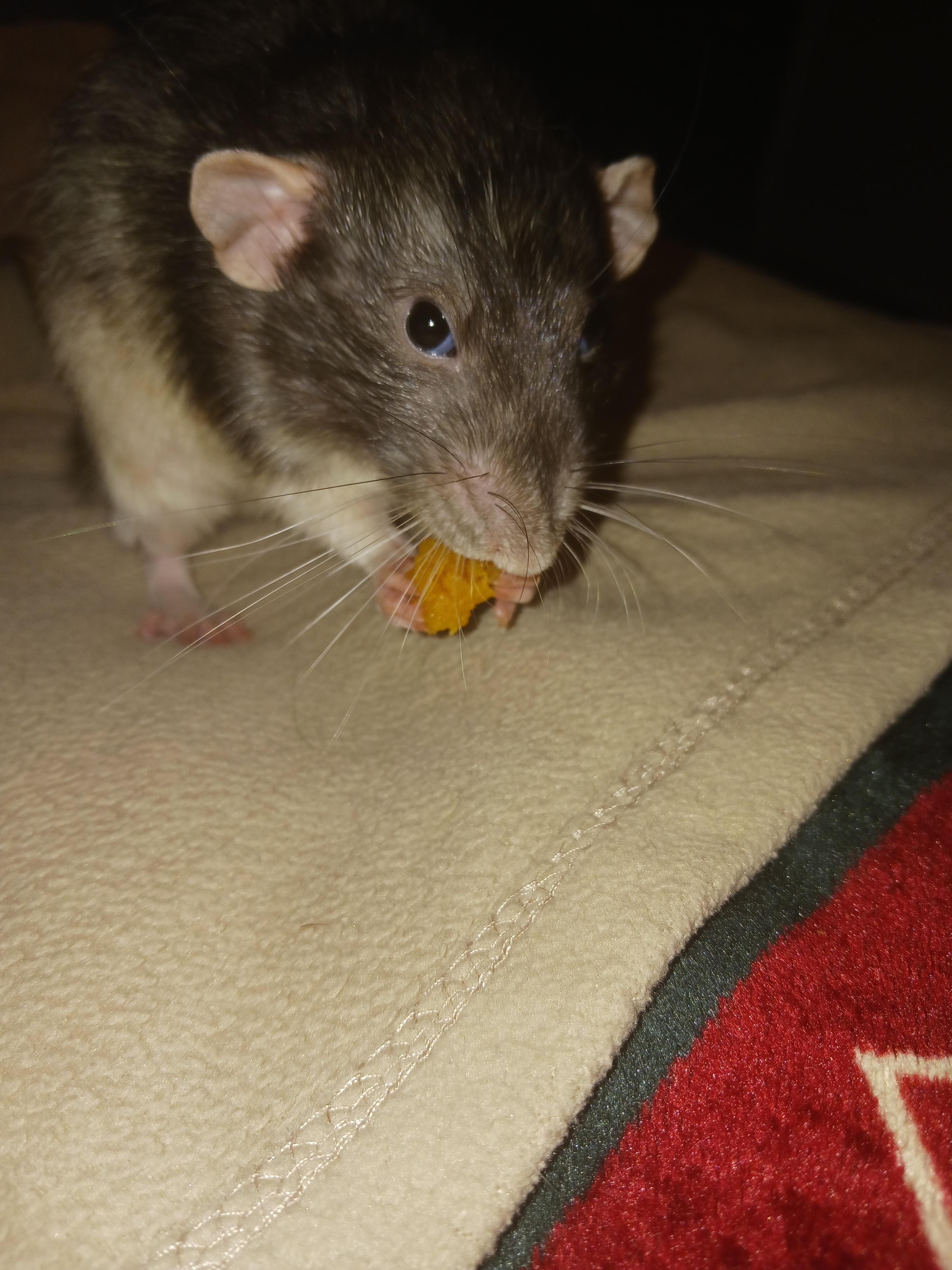 Meet Shadow | Scrolller