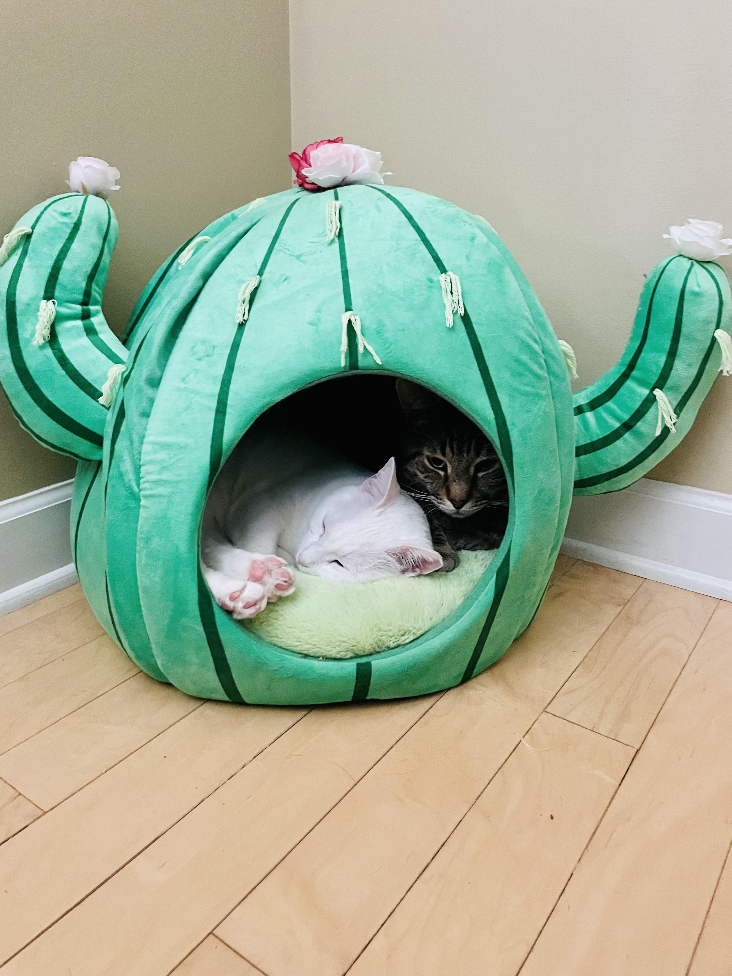 Two kitties in a CATcus | Scrolller