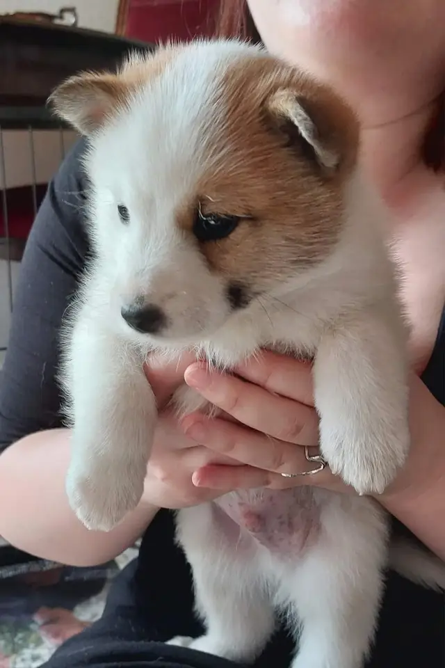 Discover more like Lookatmydog: This adorable creature will move in with us in less than a month ...