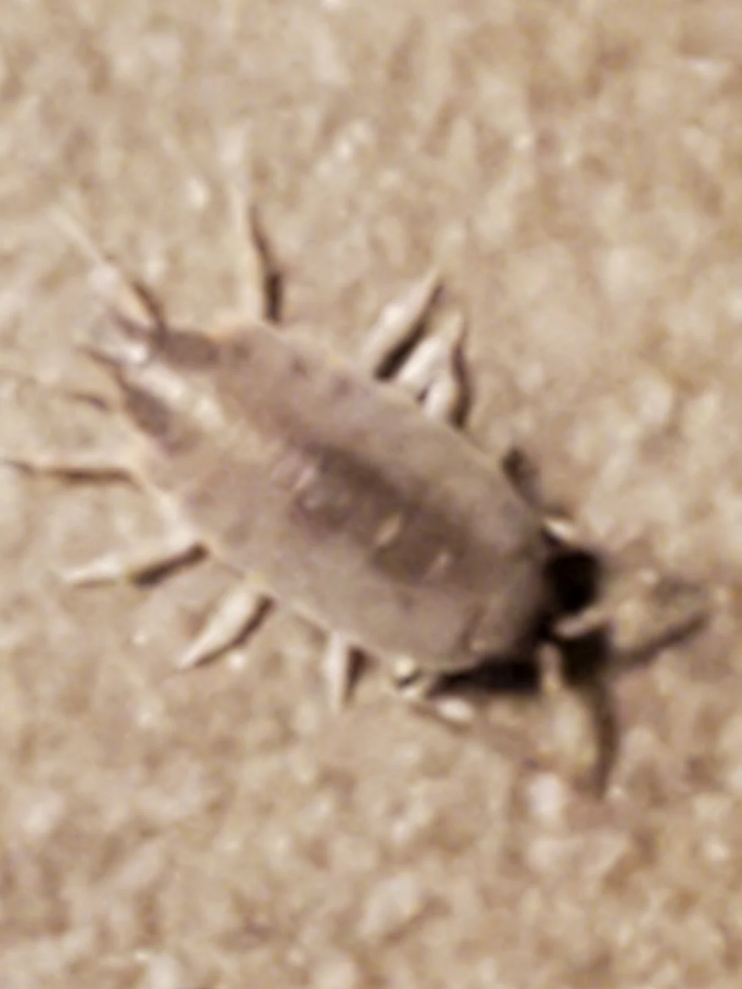 What is this bug!? | Scrolller