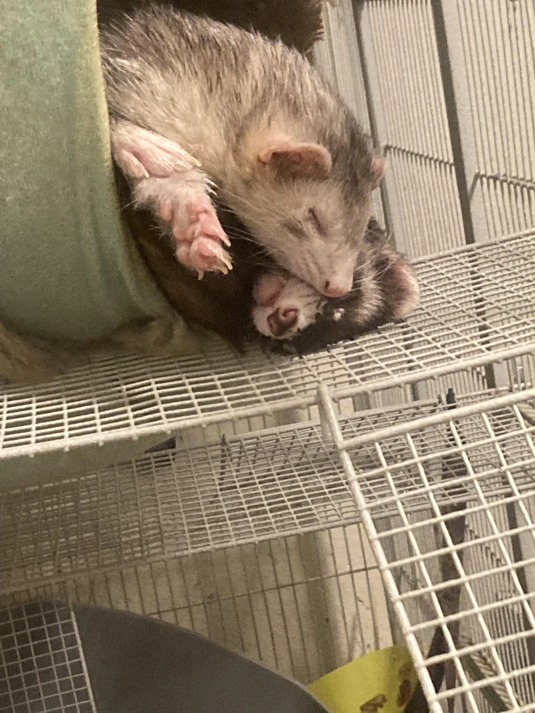 Discover more like Ferrets: Sleepy boi and Related Content | Scrolller