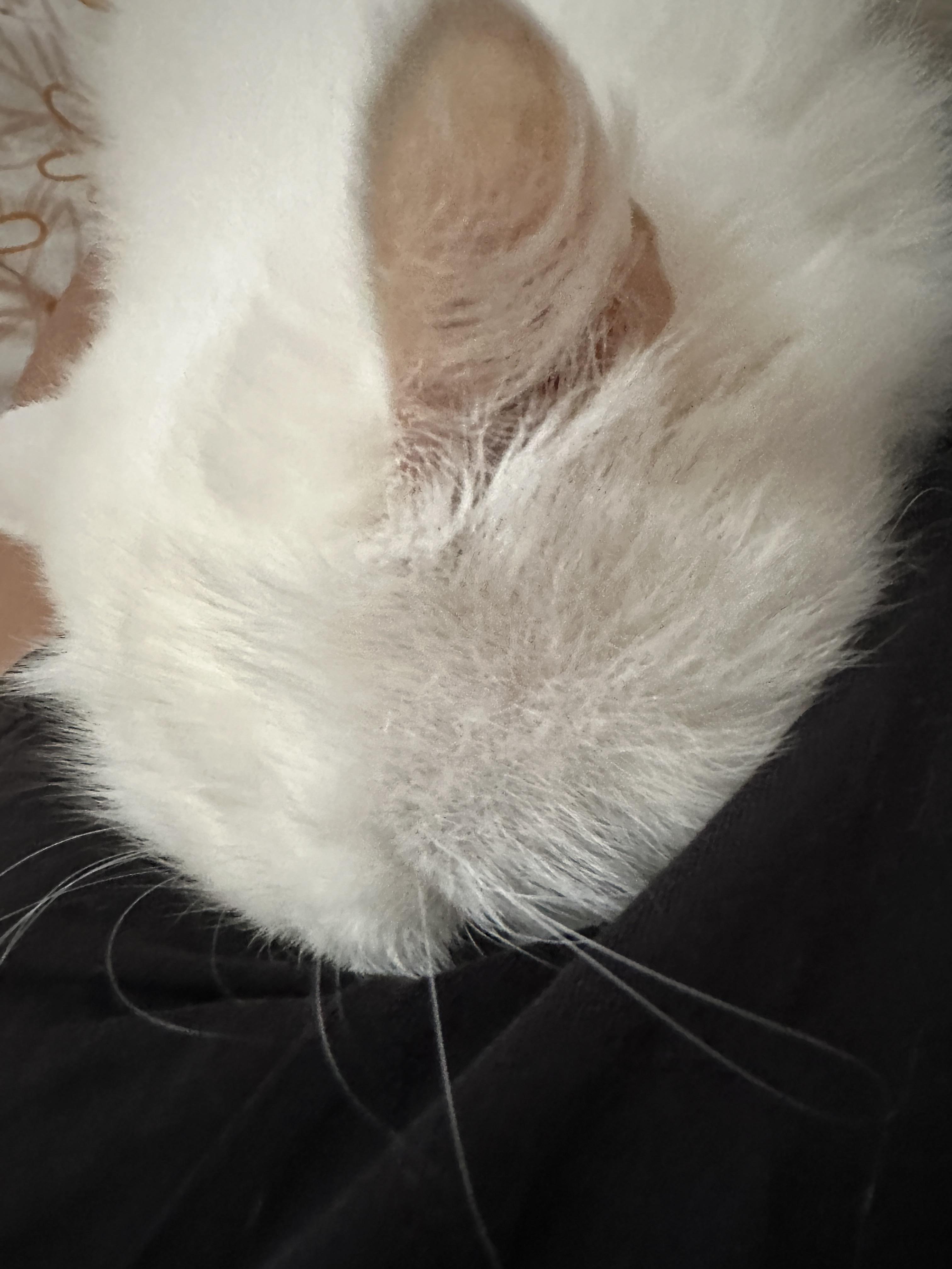 Why does my cat knead and purr into my armpits | Scrolller