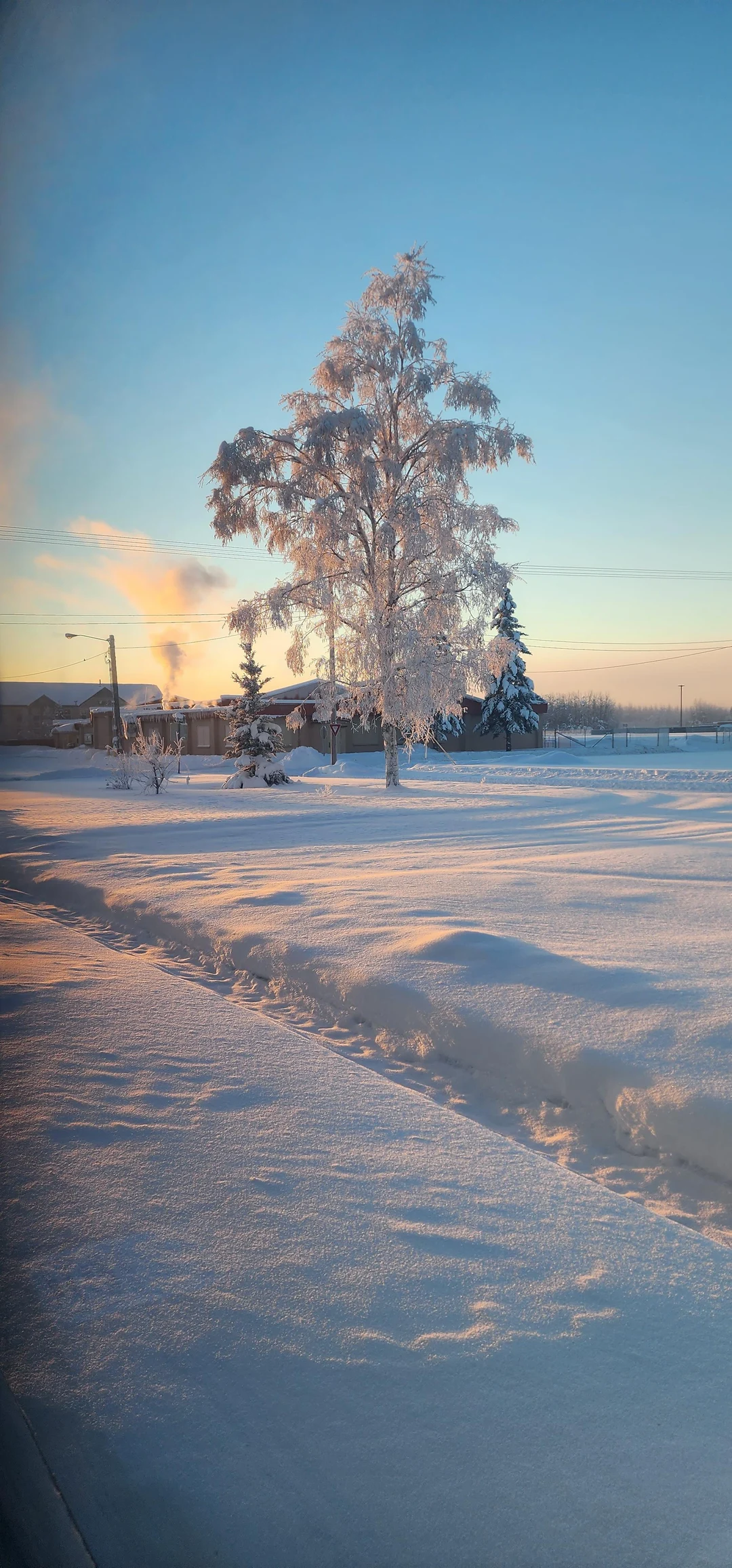 Fort Wainwright frosted tree. | Scrolller