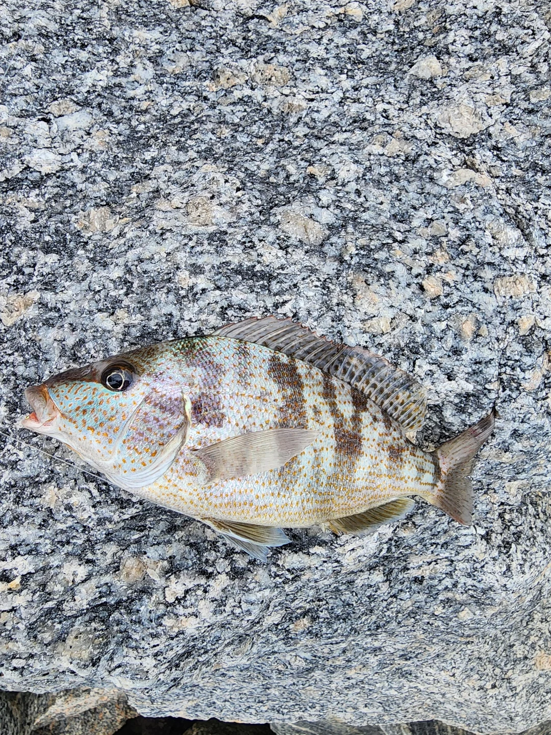 Some kind of snapper? | Scrolller