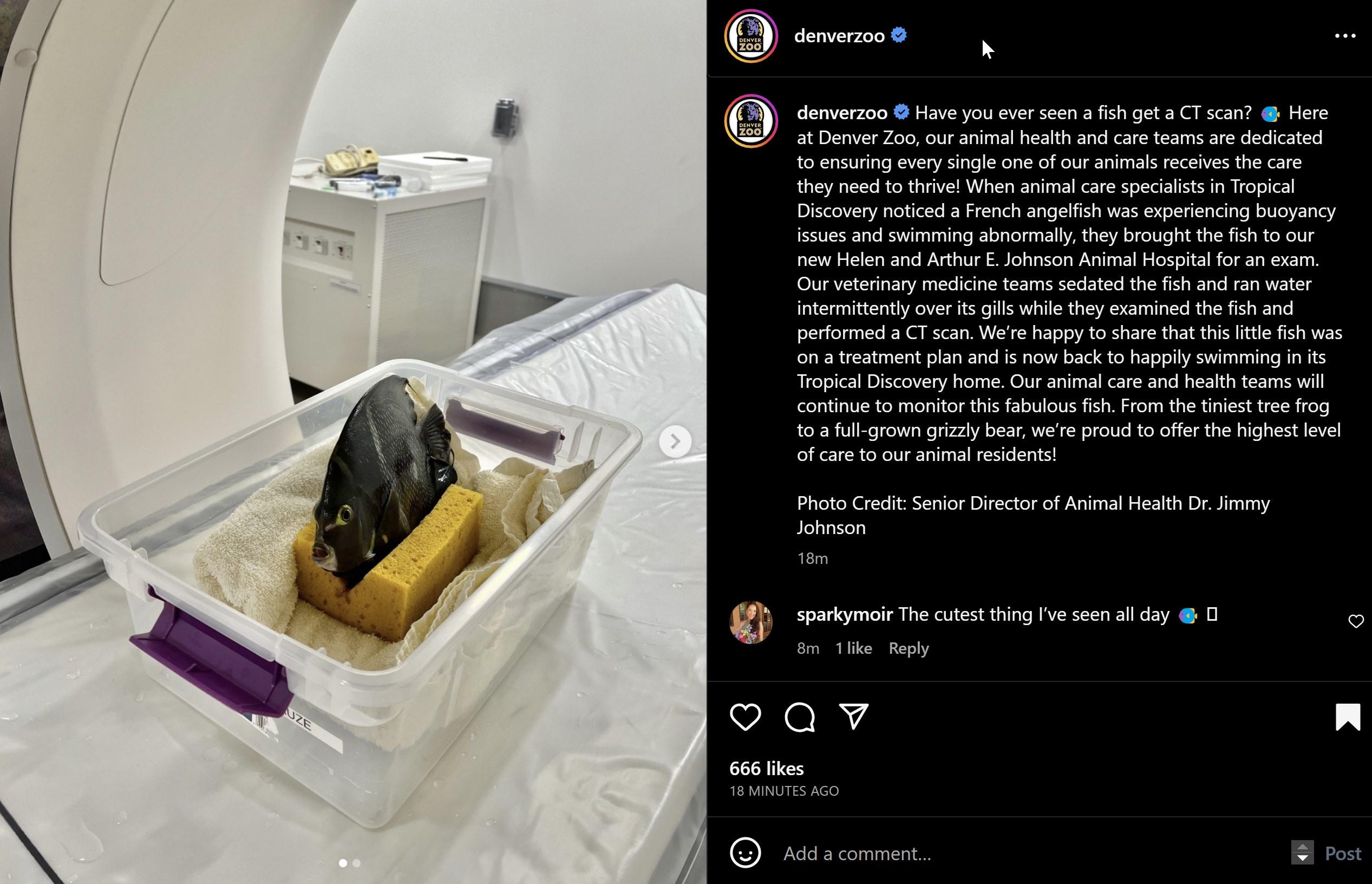 A fish getting an MRI | Scrolller