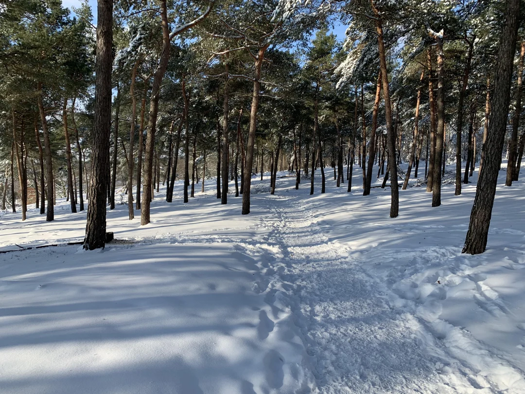 A snowy forest | Scrolller