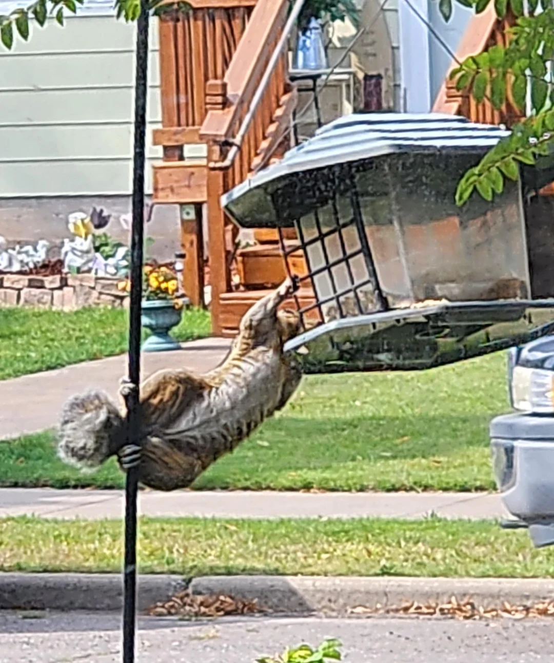 Stumpy doing acrobatics | Scrolller