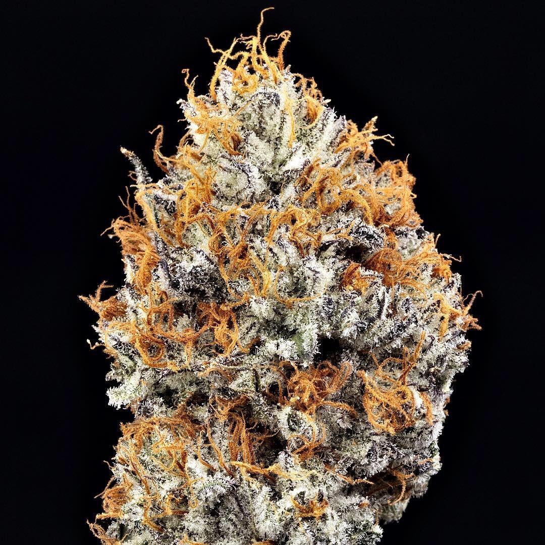 Unicorn status is high 🦄 | Scrolller