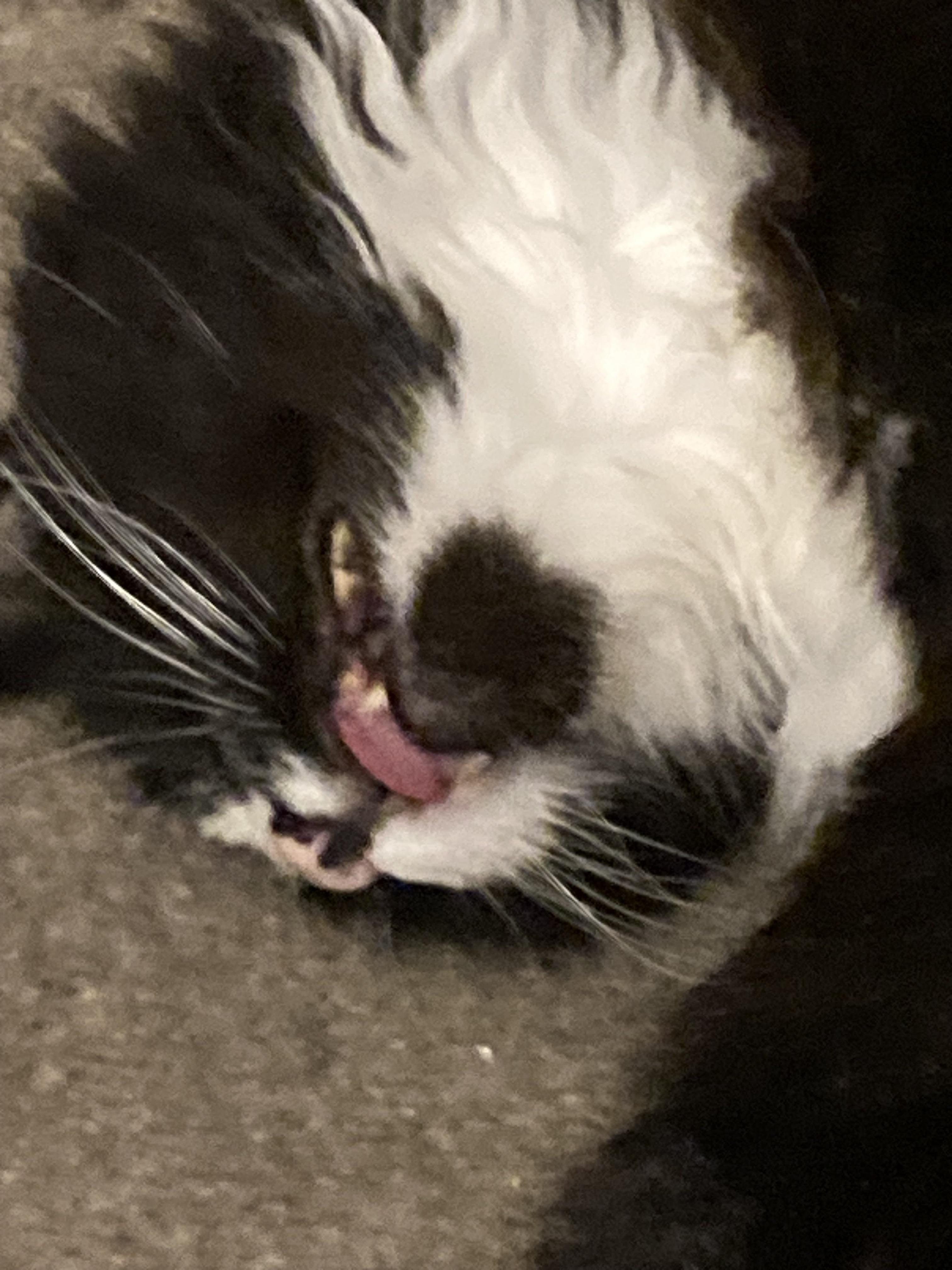 Discover more like Blep: old man blep and Related Content | Scrolller