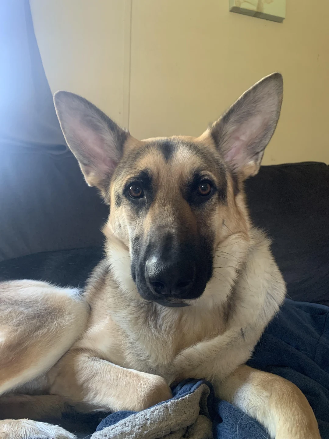 A better picture of my boy Whiskey | Scrolller