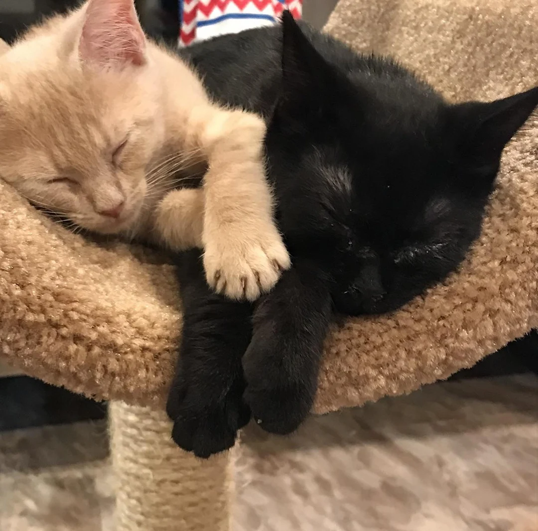 OC - brotherly love | Scrolller