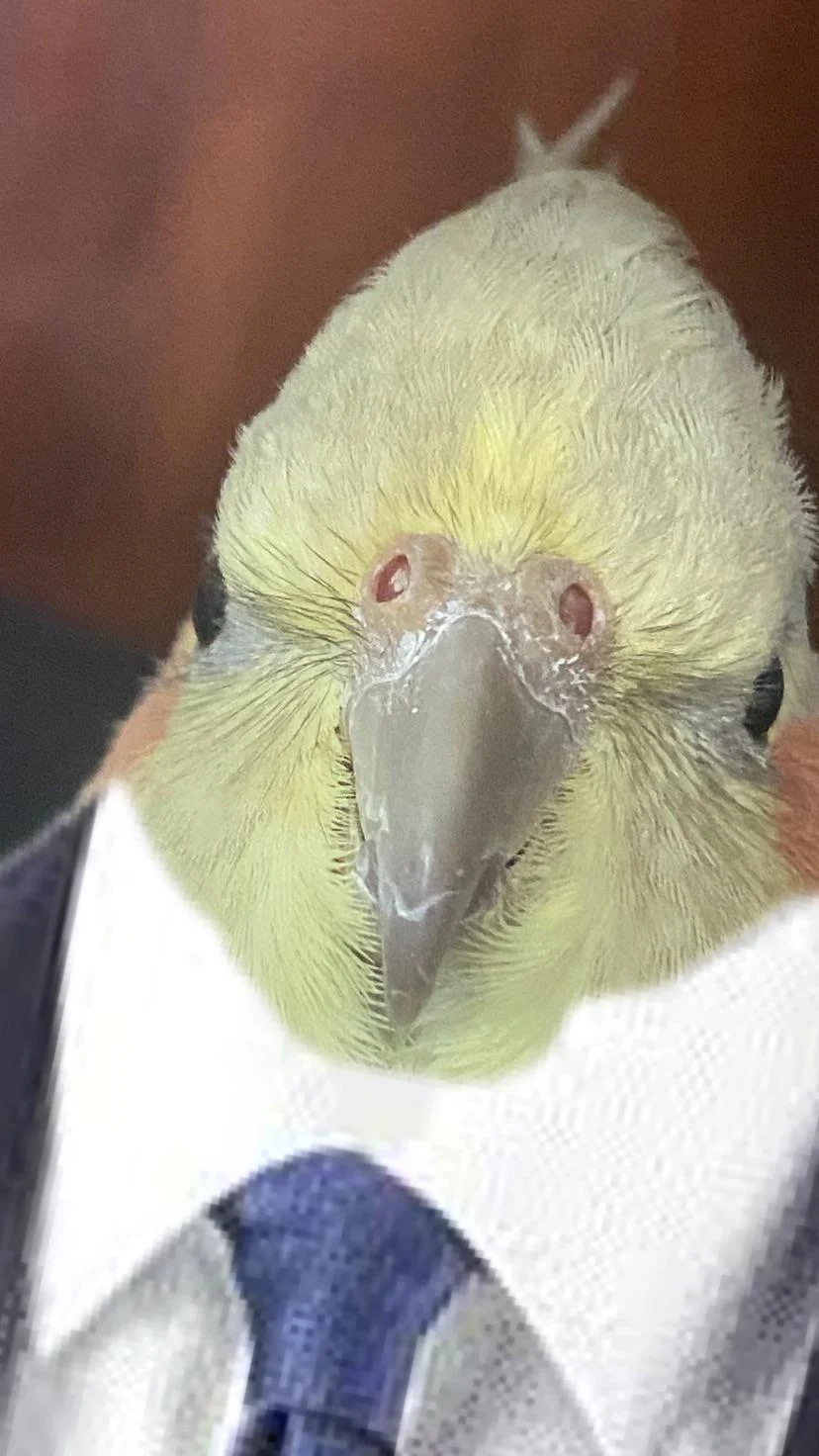 MEET YOUR NEW PRESIDENT | Scrolller