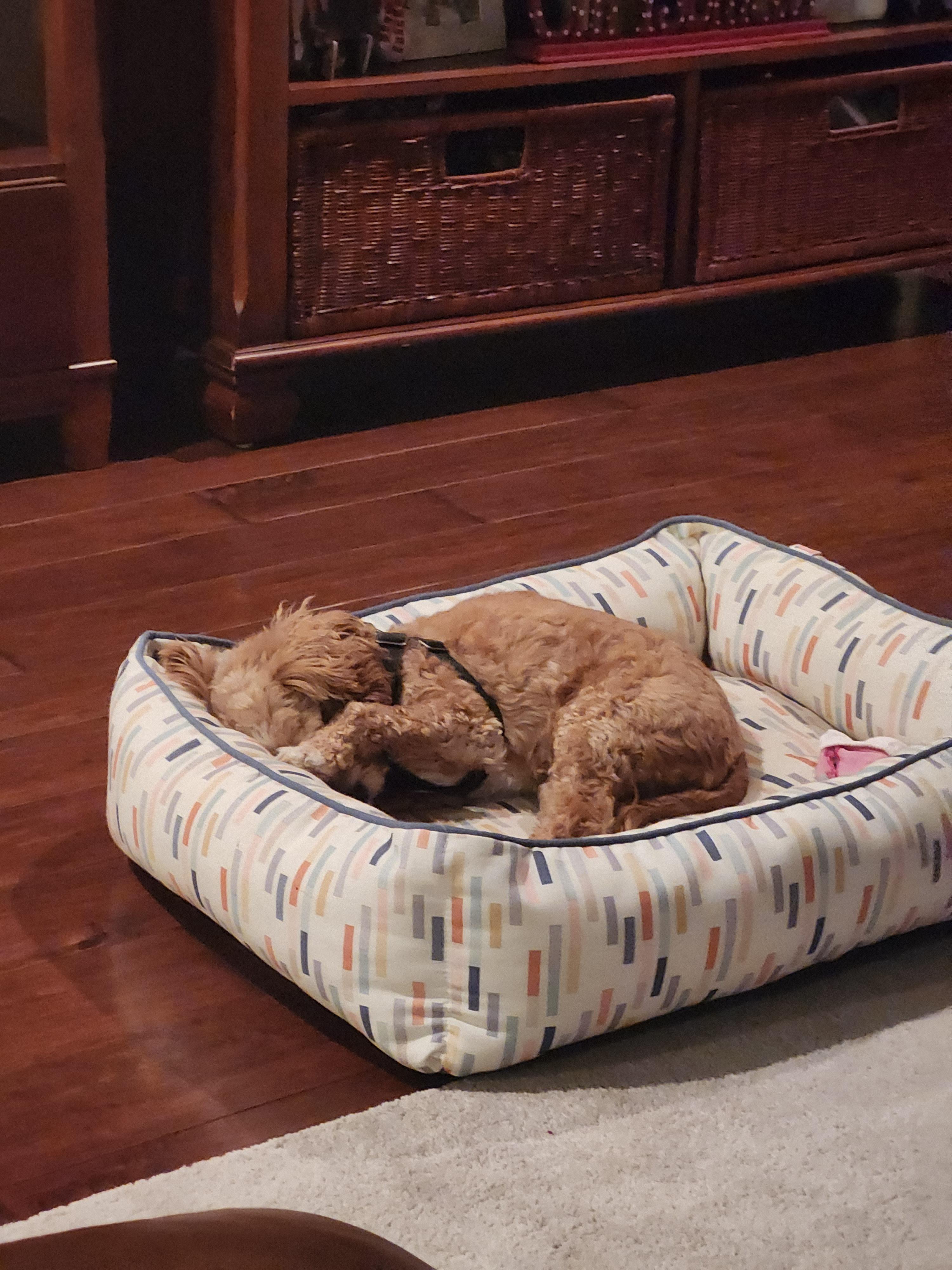 shy pupper | Scrolller