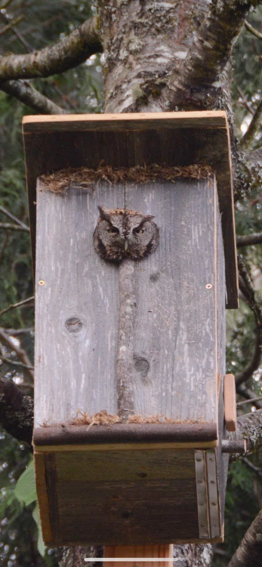 A week after putting the owl box up in our yard | Scrolller