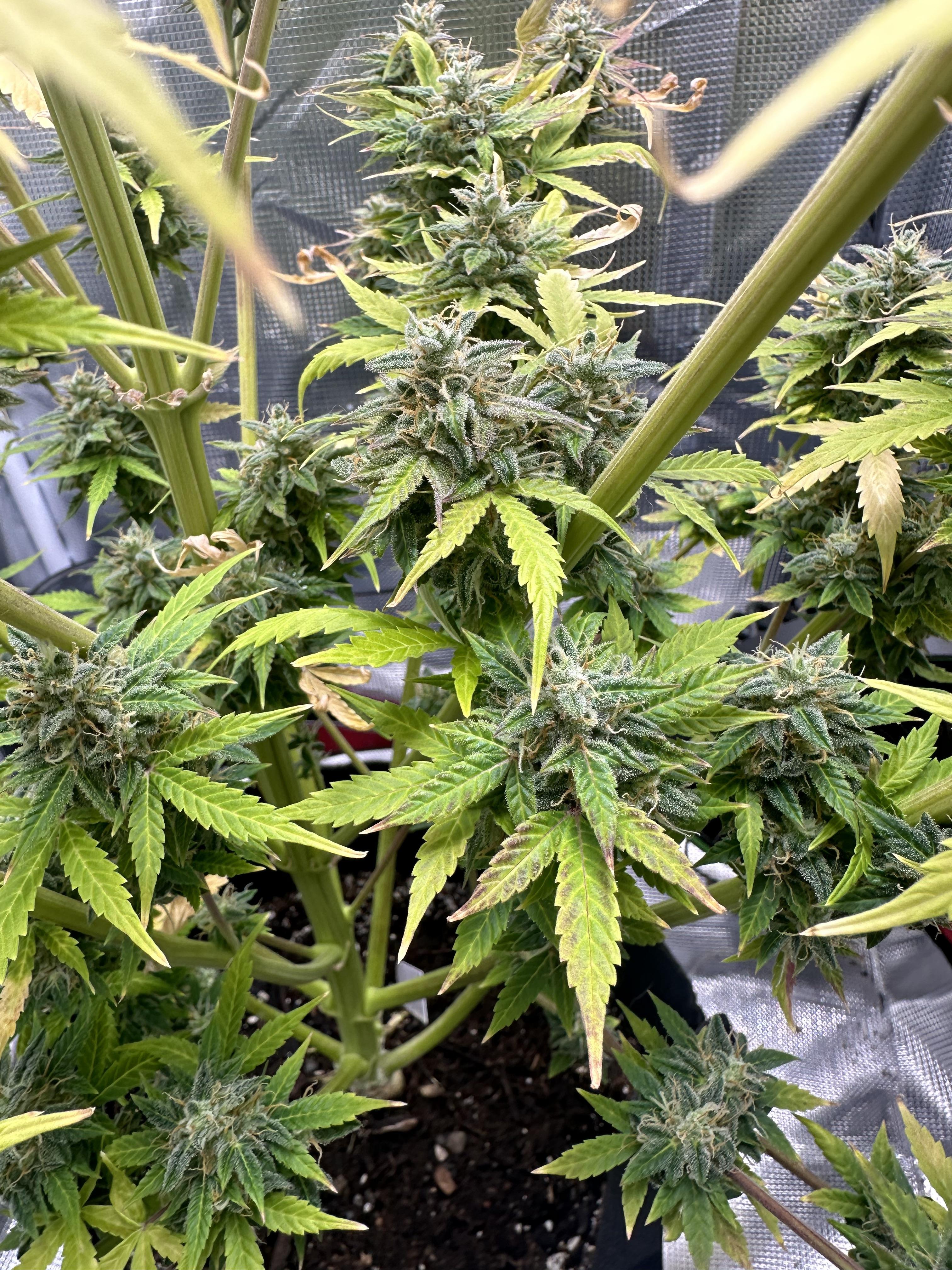 Is this normal ? | Scrolller