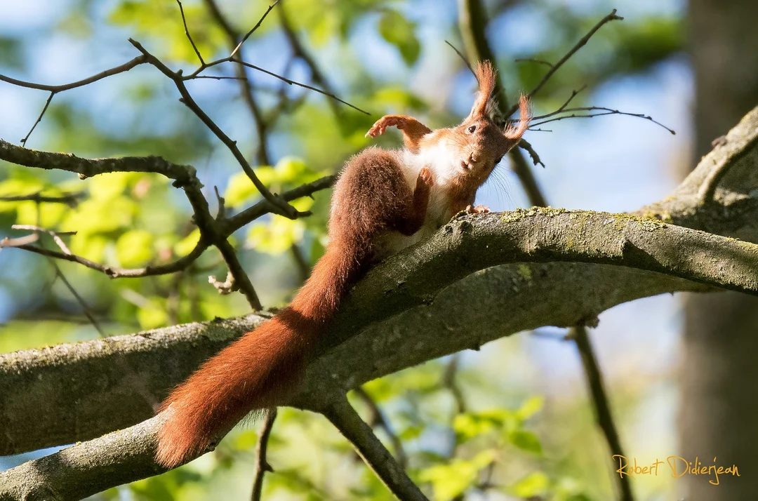 Squirrel | Scrolller