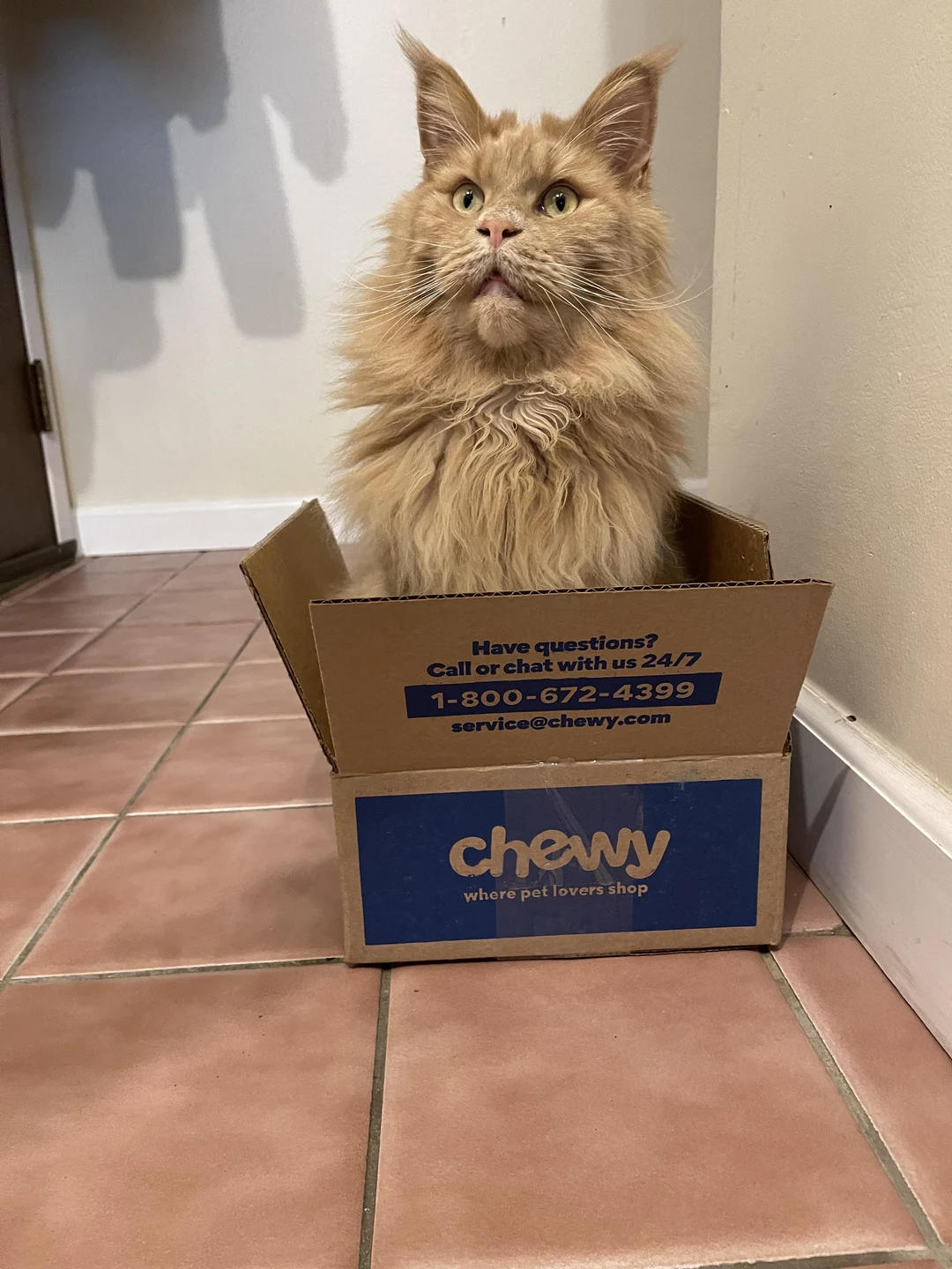 This came in my Chewy.com box - part of some $14.99 grab bag special. Is she a Maine Coon ...