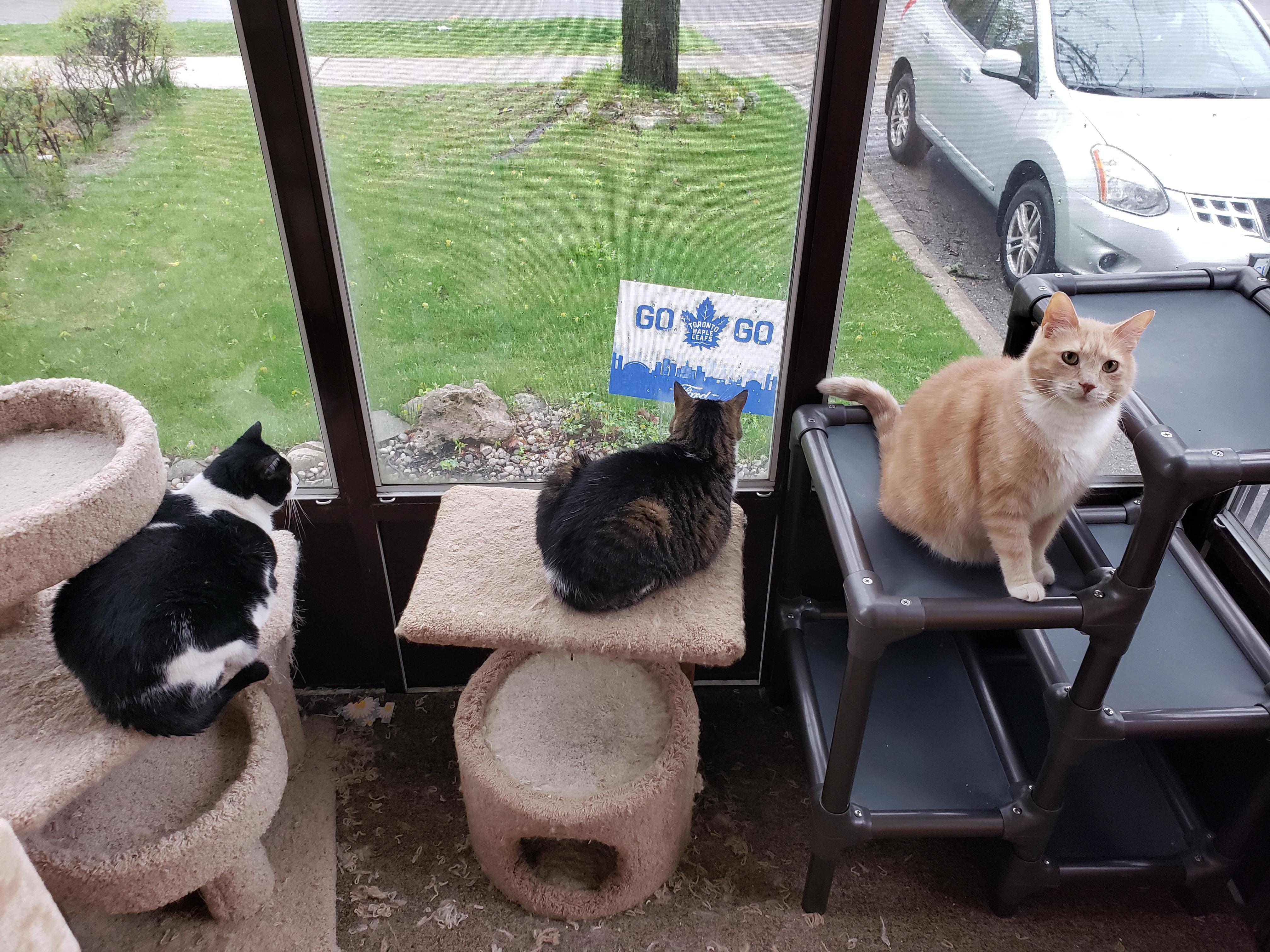 Duck, duck, goose! | Scrolller