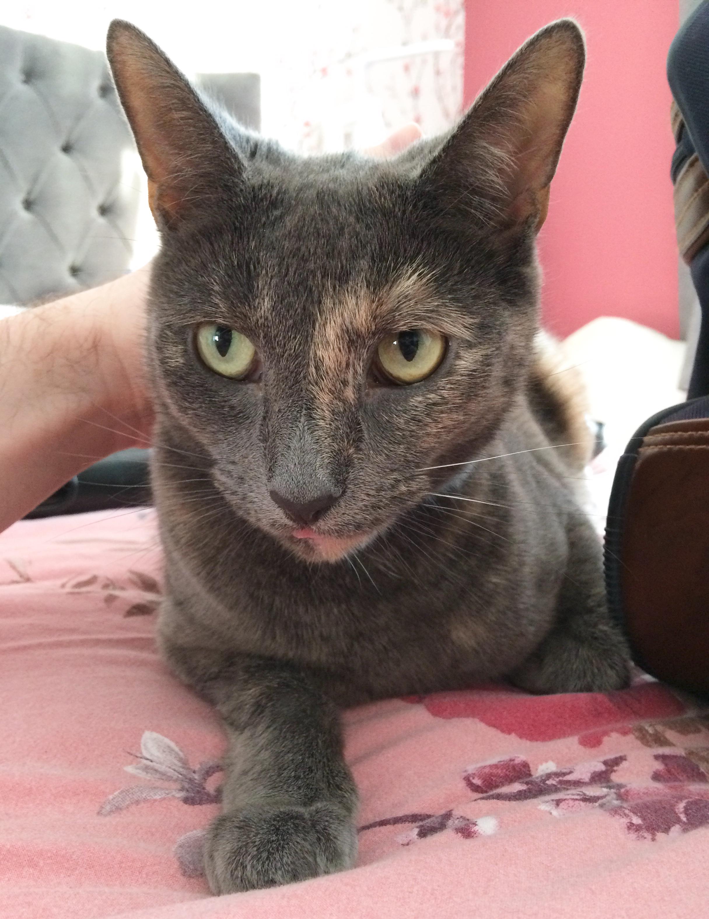 a small blep | Scrolller