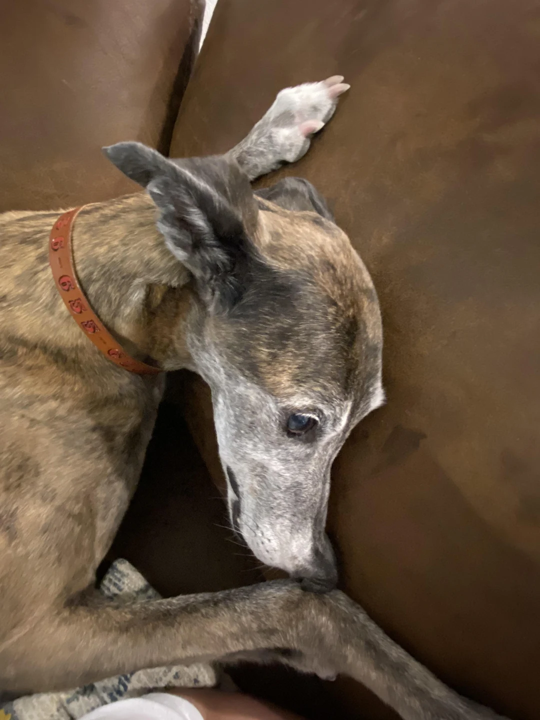 Redbo doesn’t do bendy nose often so I had to capture the moment | Scrolller