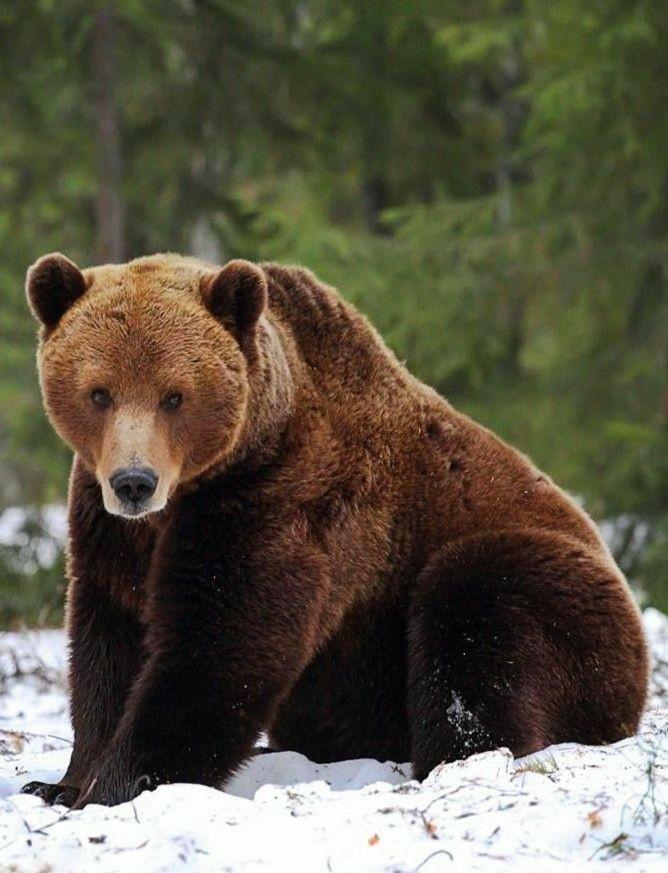 Discover more like Cute: This Cute Grizzly Bear 🐻 and Related Content | Scrolller