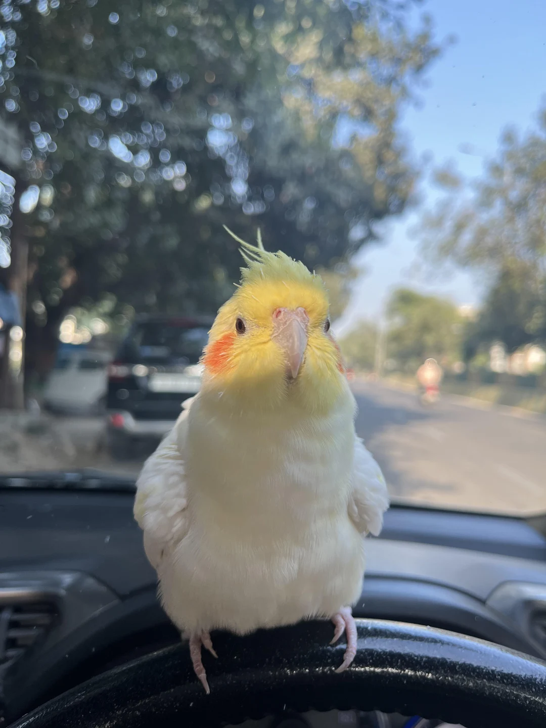 Chonky birb | Scrolller