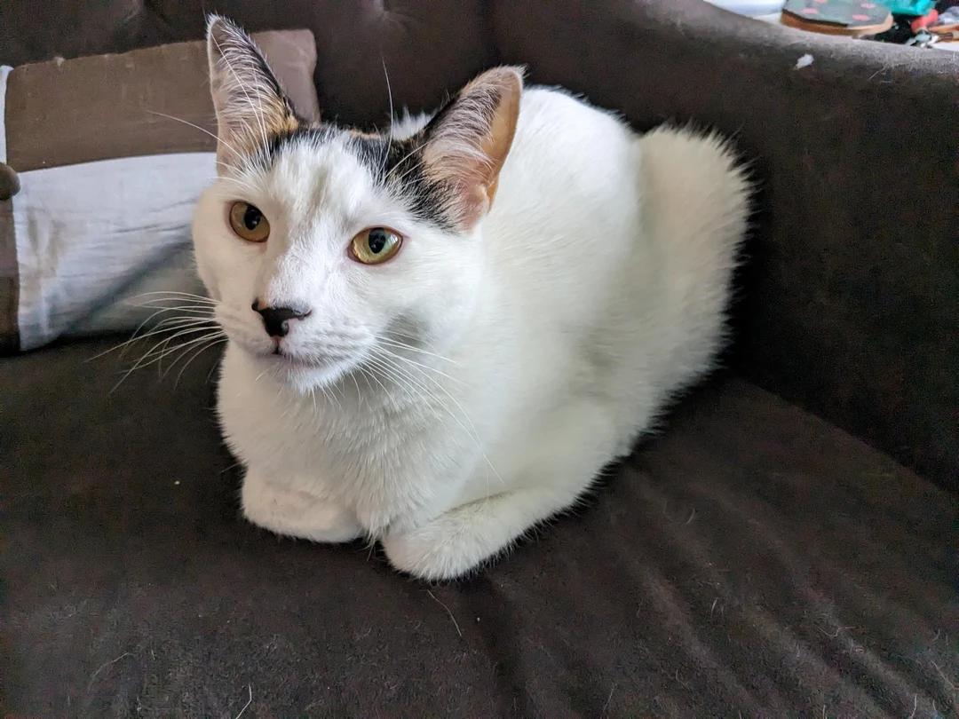 Maple has massive loaf form | Scrolller